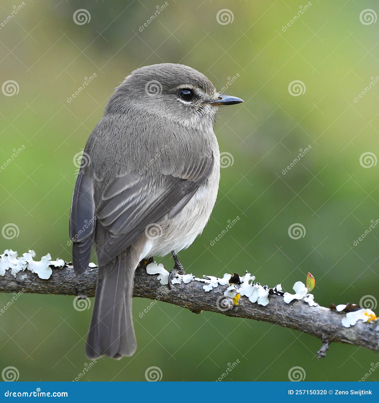 African Dusky Flycatcher Posing. Stock Photo - Image of flower, beauty ...