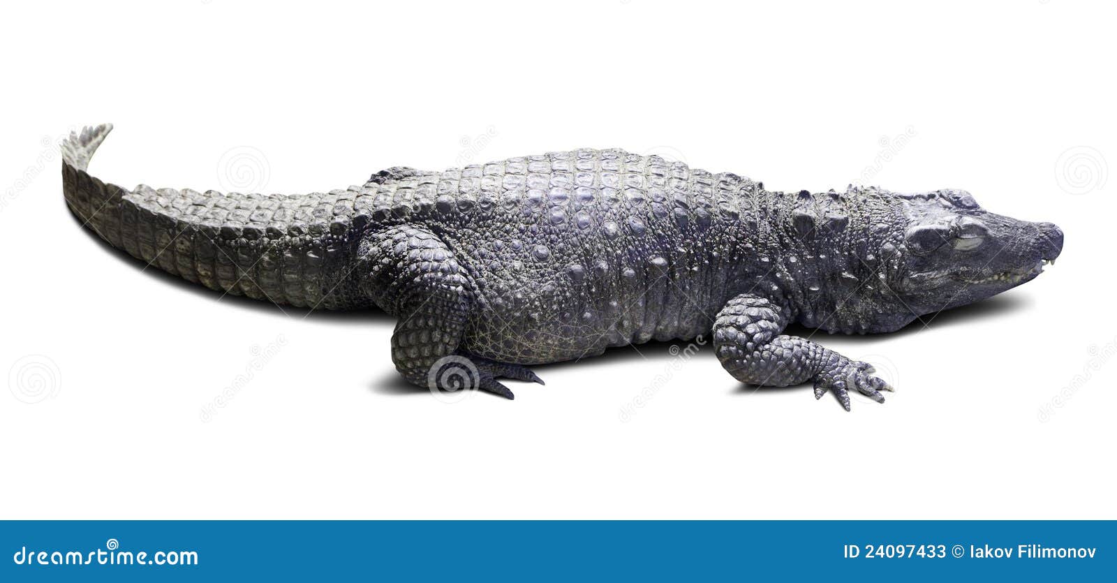 Crocodile On A White