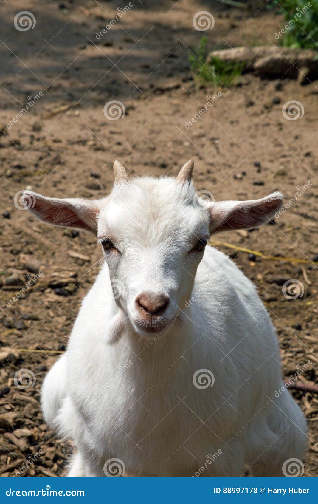 African dwarf goats stock photo. Image of white, livestock - 88997178