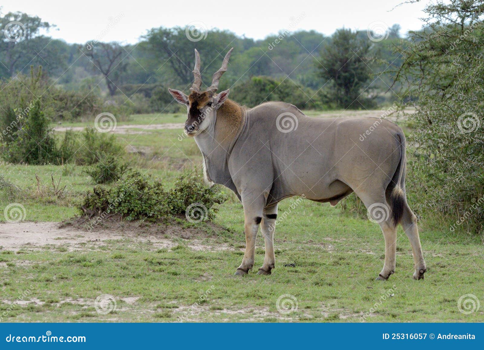 African Eland stock image. Image of hornes, horned, male - 25316057