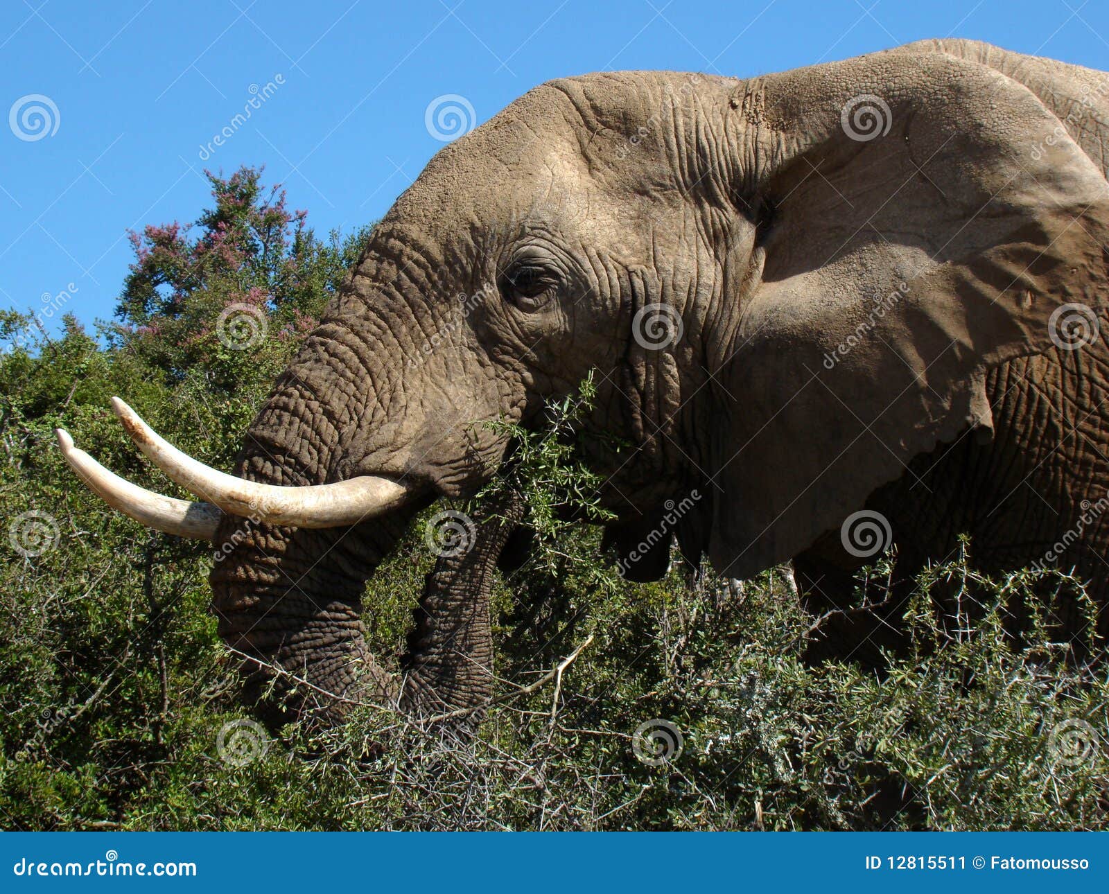 Elephant Leader Stock Photo | CartoonDealer.com #9254460