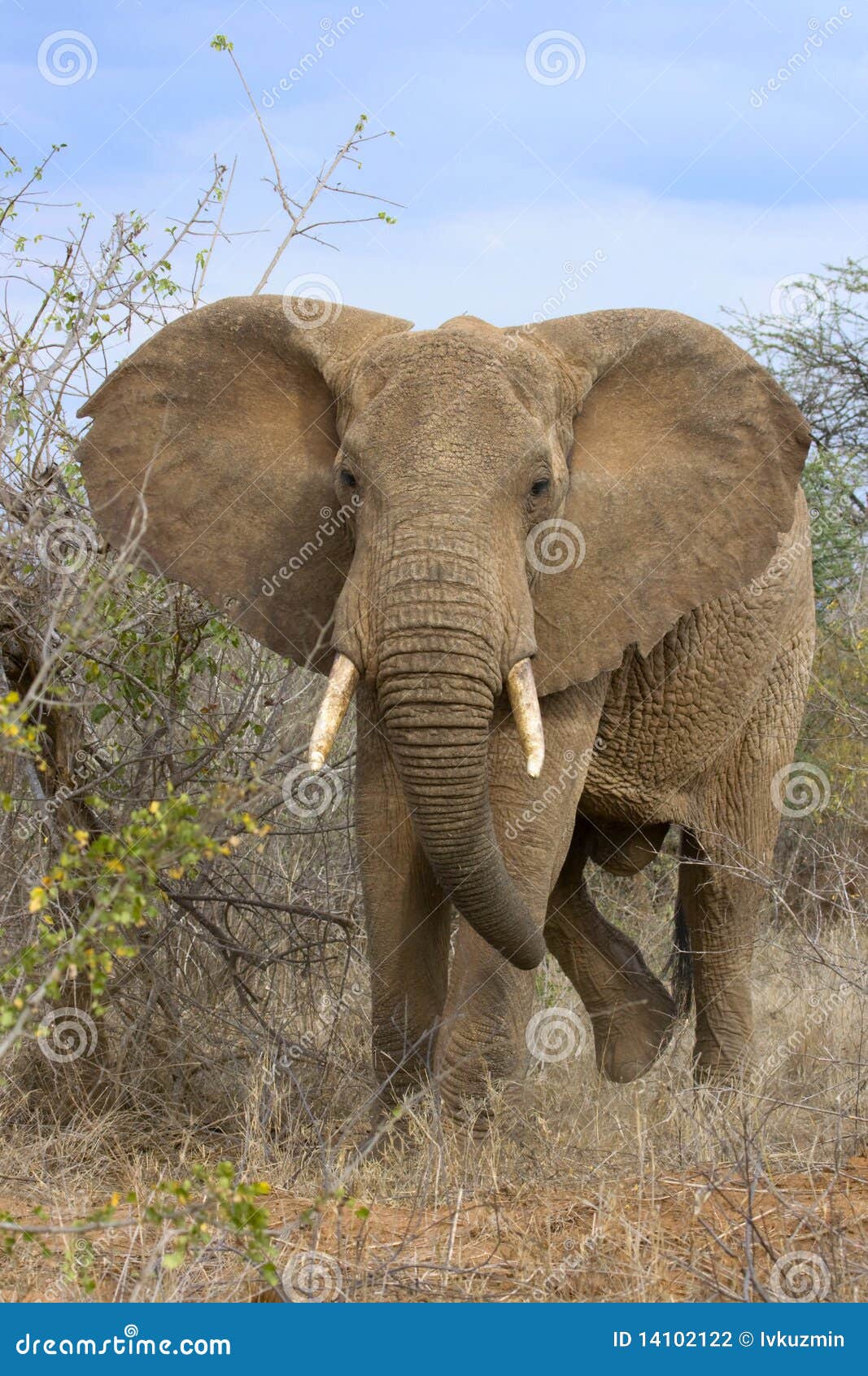 African elephant. stock photo. Image of africana, kenya - 14102122