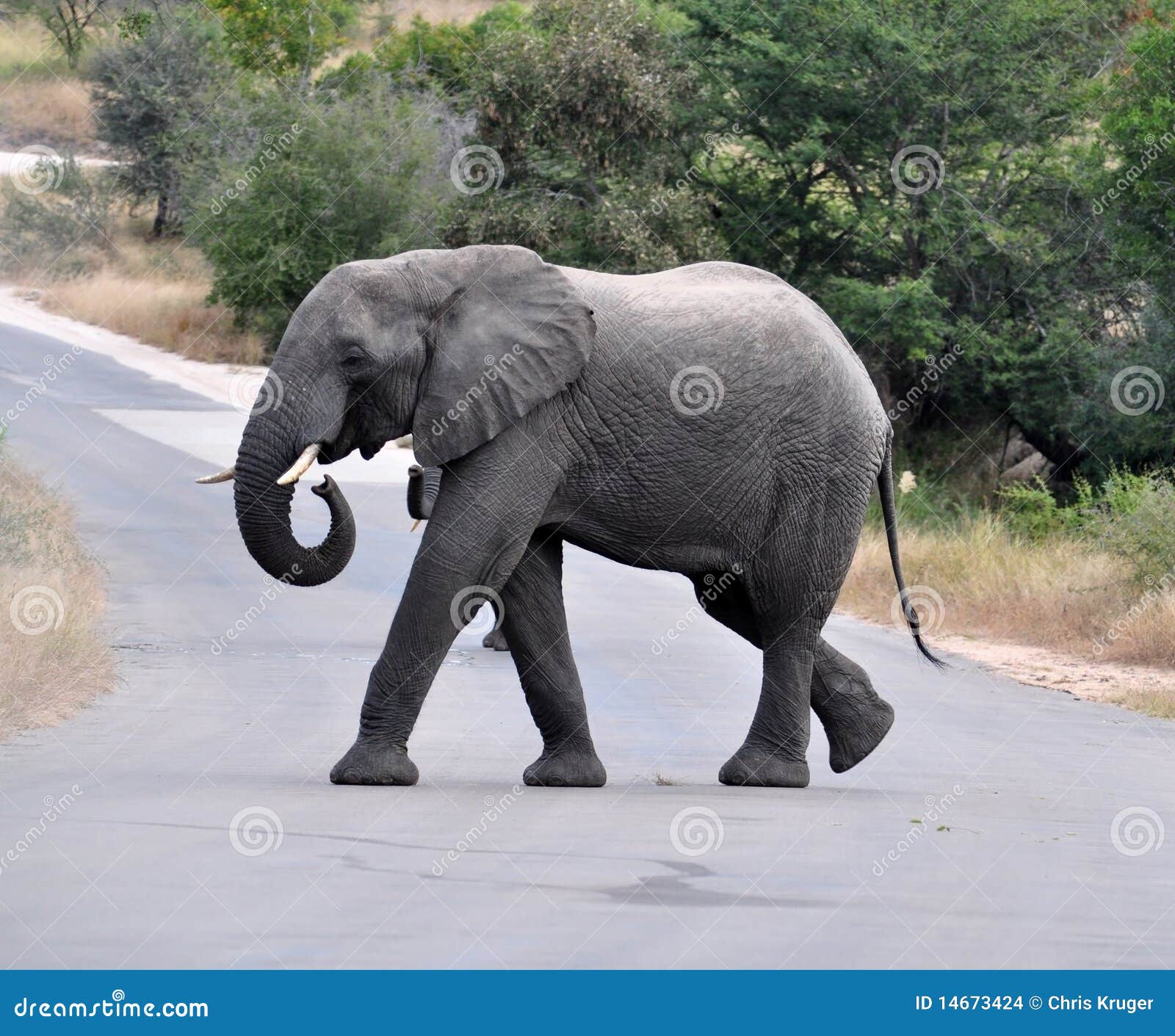 African Elephant stock photo. Image of tusks, south, wild - 14673424