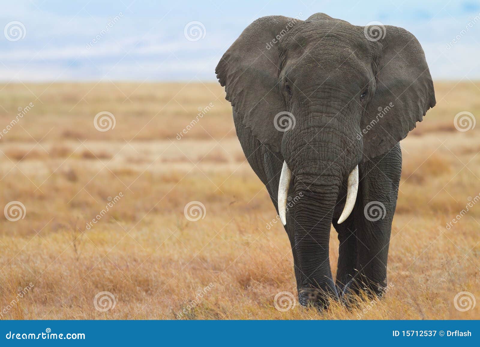 African Elephant stock image. Image of wild, endangered - 15712537