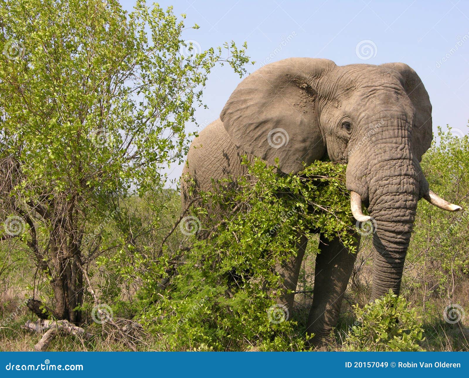 African Elephant Front View Isolated Royalty-Free Stock Photography ...
