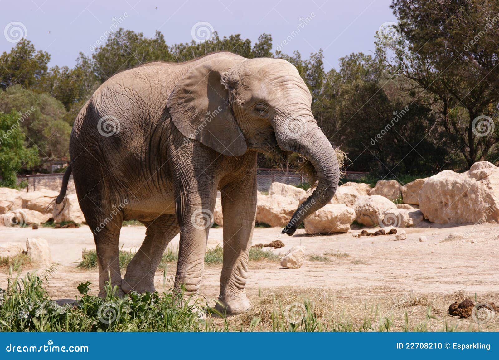 African elephant stock photo. Image of animal, african - 22708210