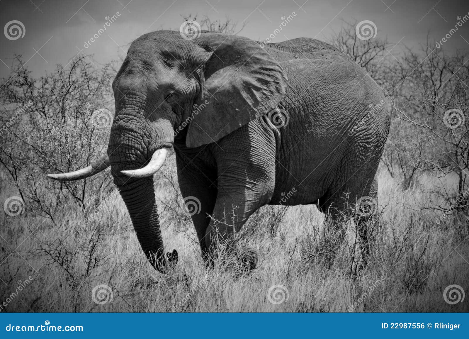 African Elephant stock photo. Image of national, monochrome - 22987556