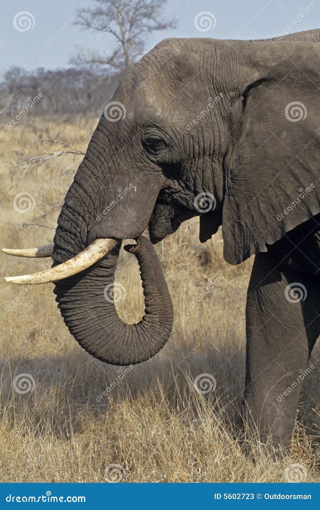 Elephant Face Profile