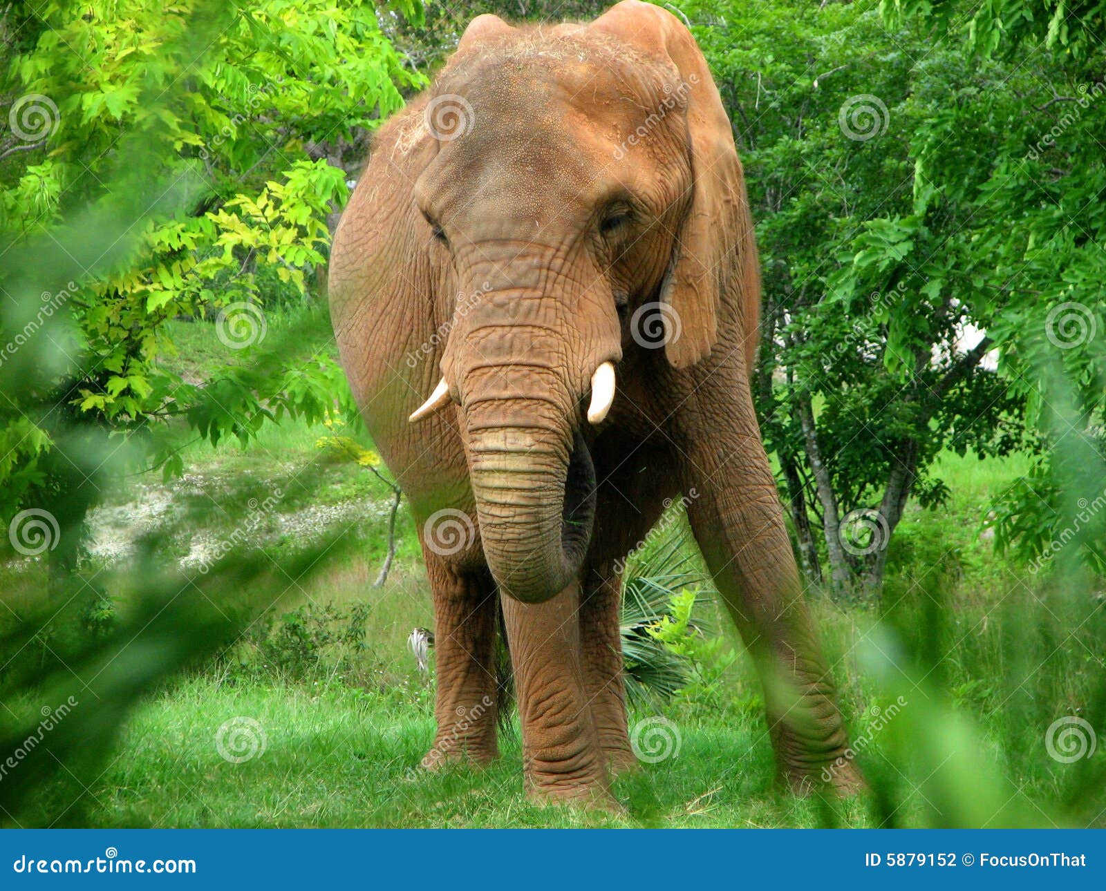 African Elephant stock photo. Image of skin, nature, tusk - 5879152
