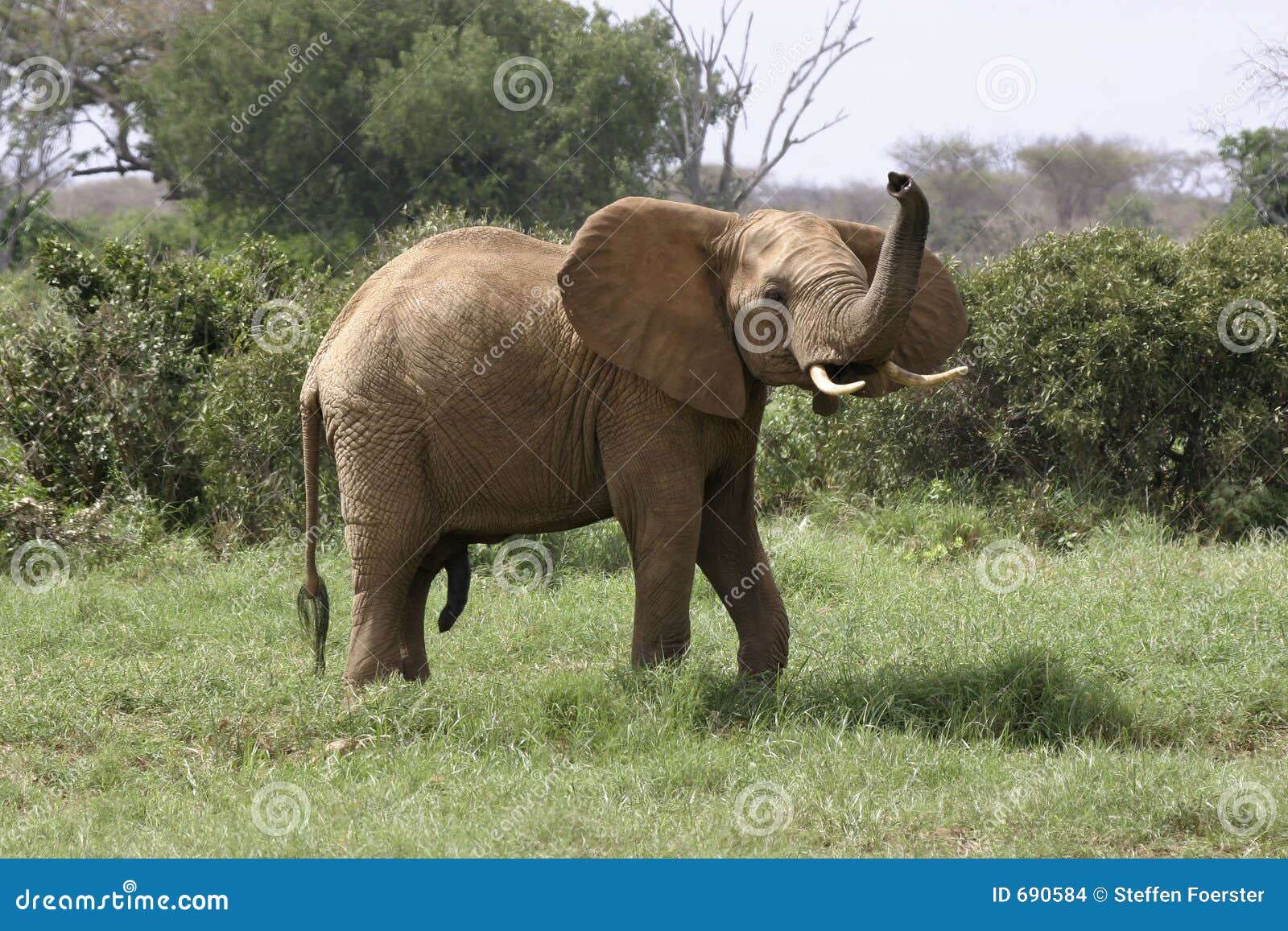 African Elephant stock photo. Image of tsavo, elephant - 690584