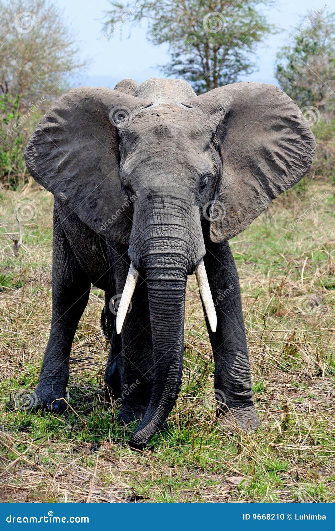 African Elephant stock photo. Image of african, tanzania - 9668210