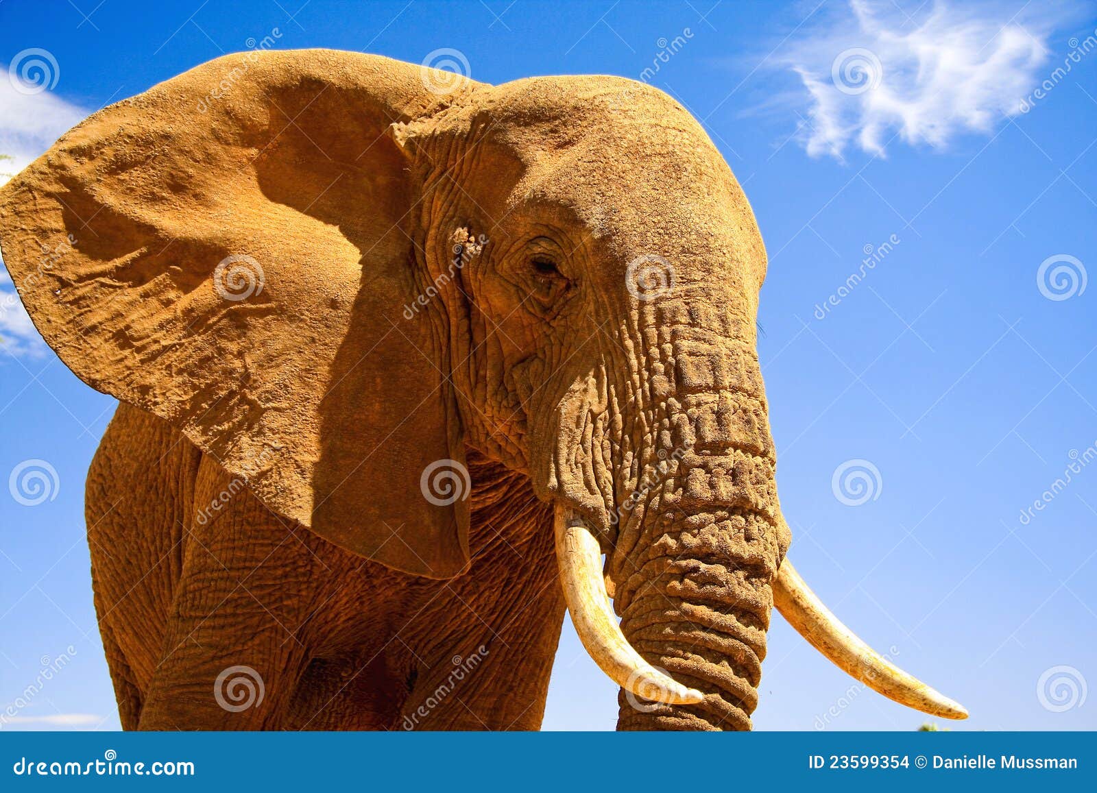 African Elephant Against Blue Background Stock Photo - Image of power ...