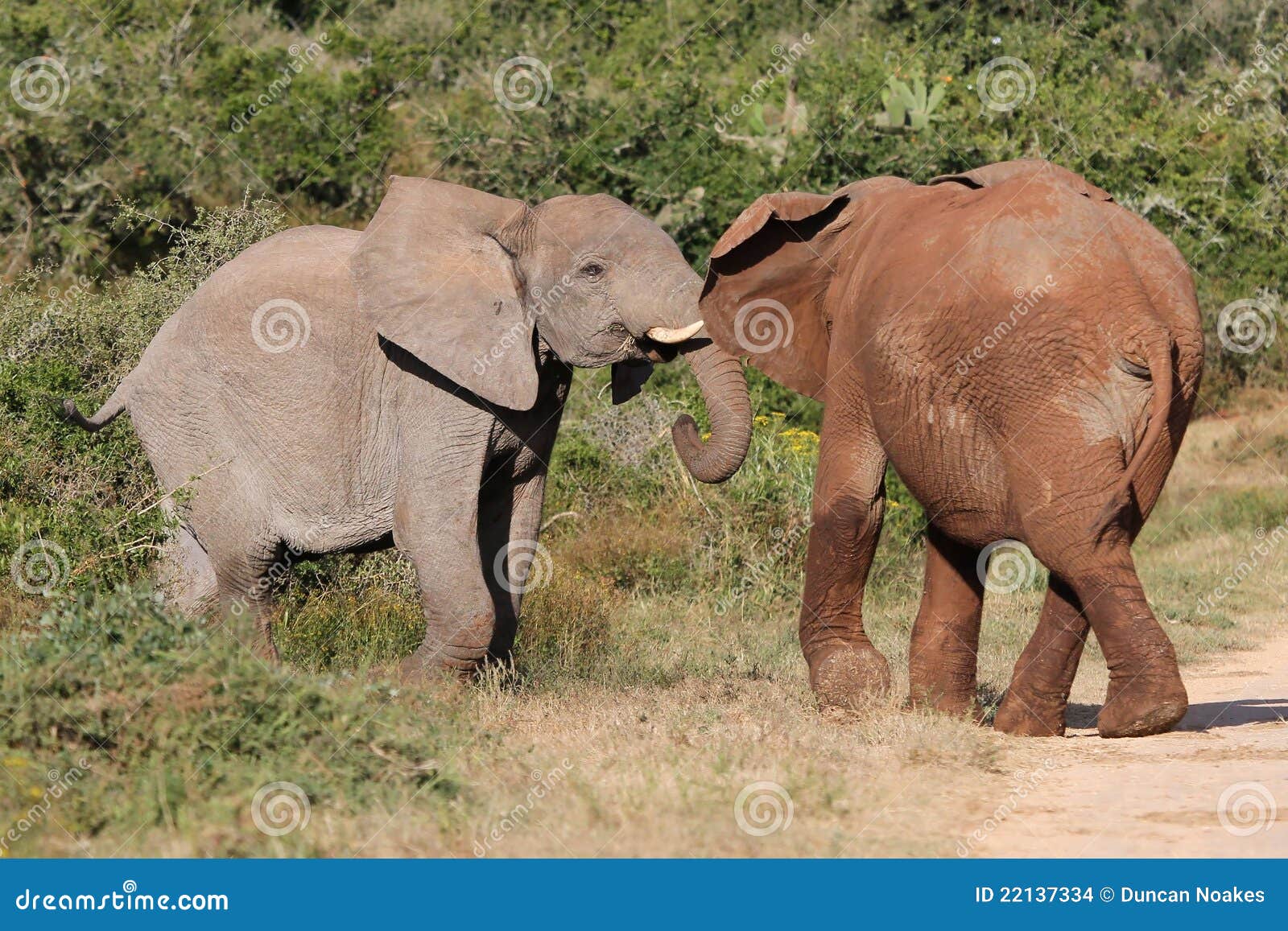 African Elephant Anger stock photo. Image of elephant - 22137334