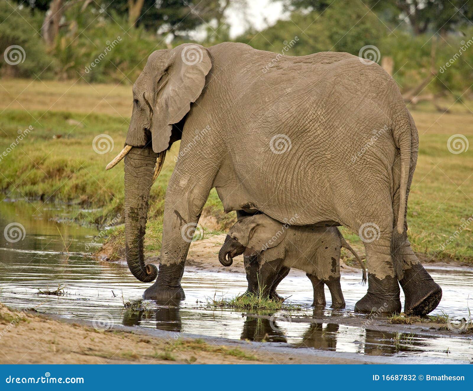African Elephant Offspring