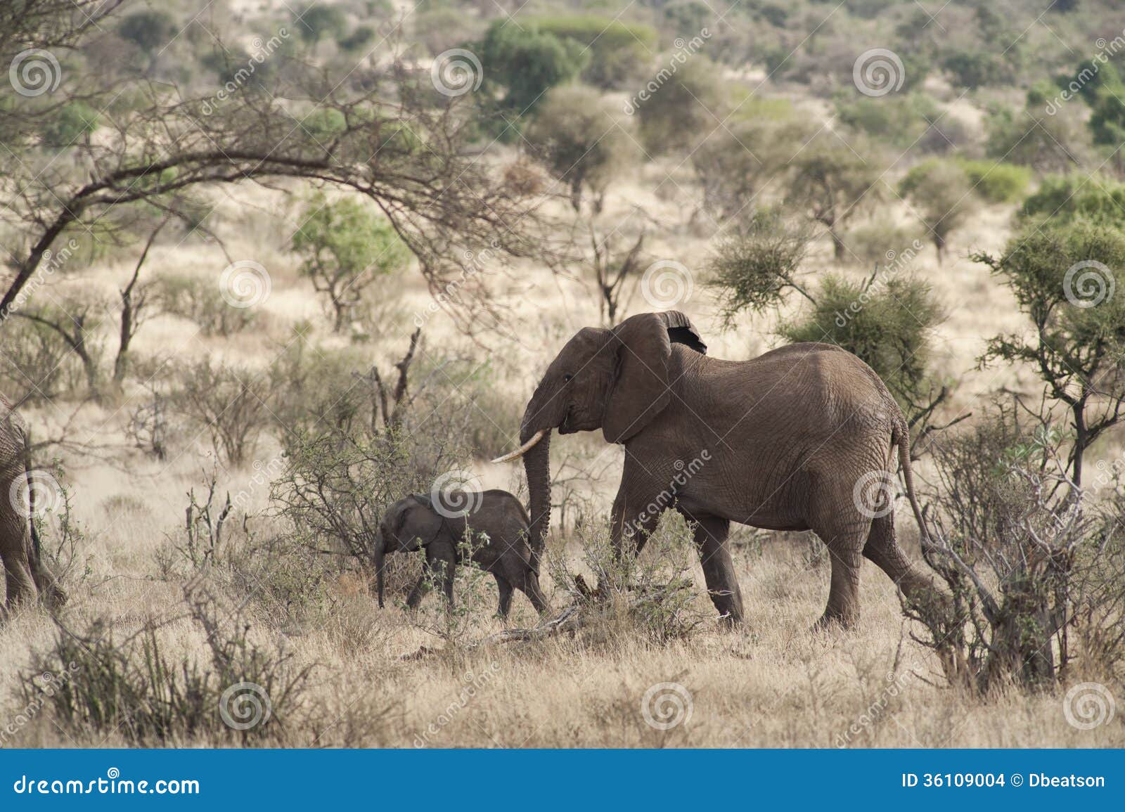 African Elephant with Baby Elephant Stock Photo - Image of tusk, grass ...