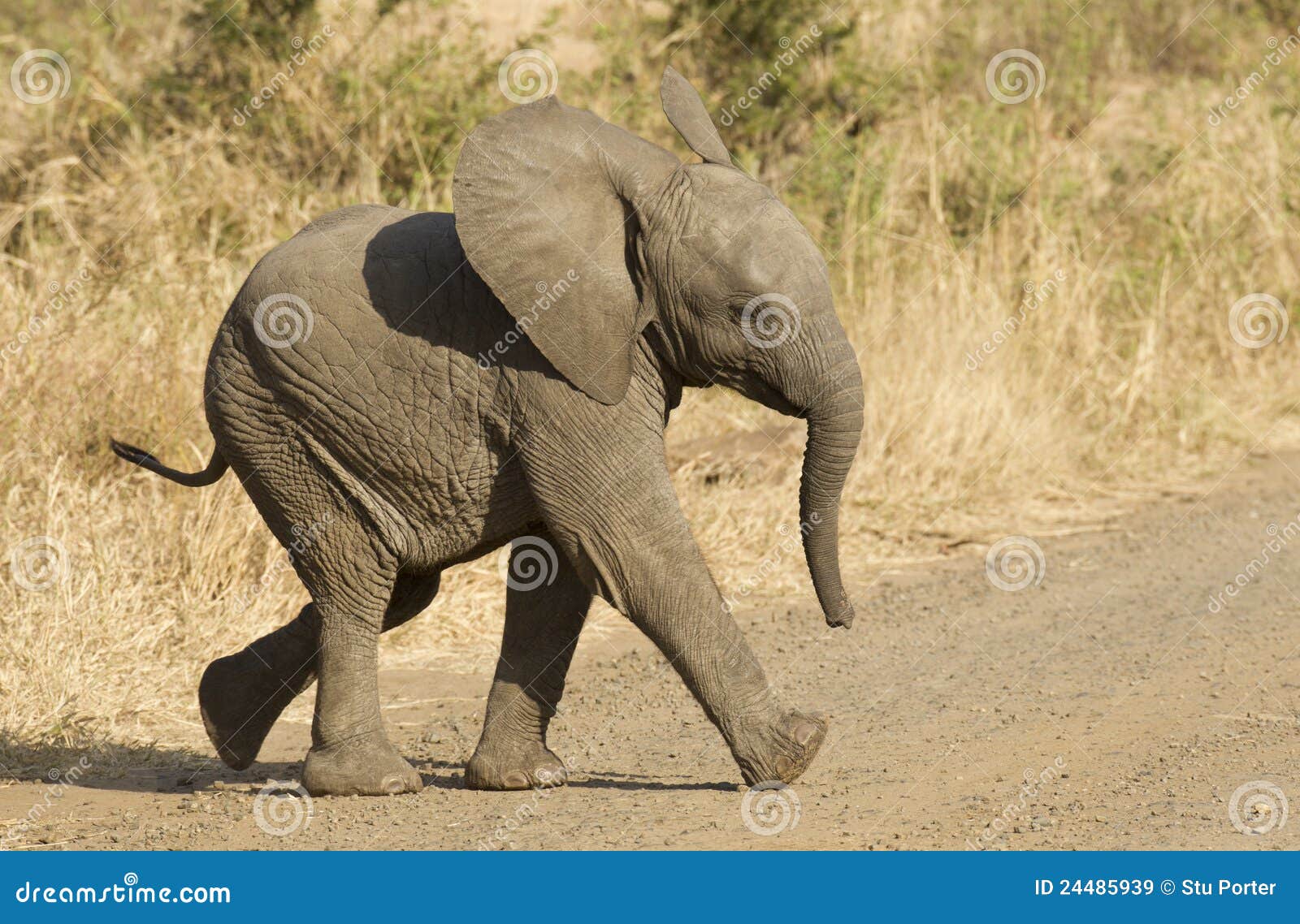 African Elephant Offspring