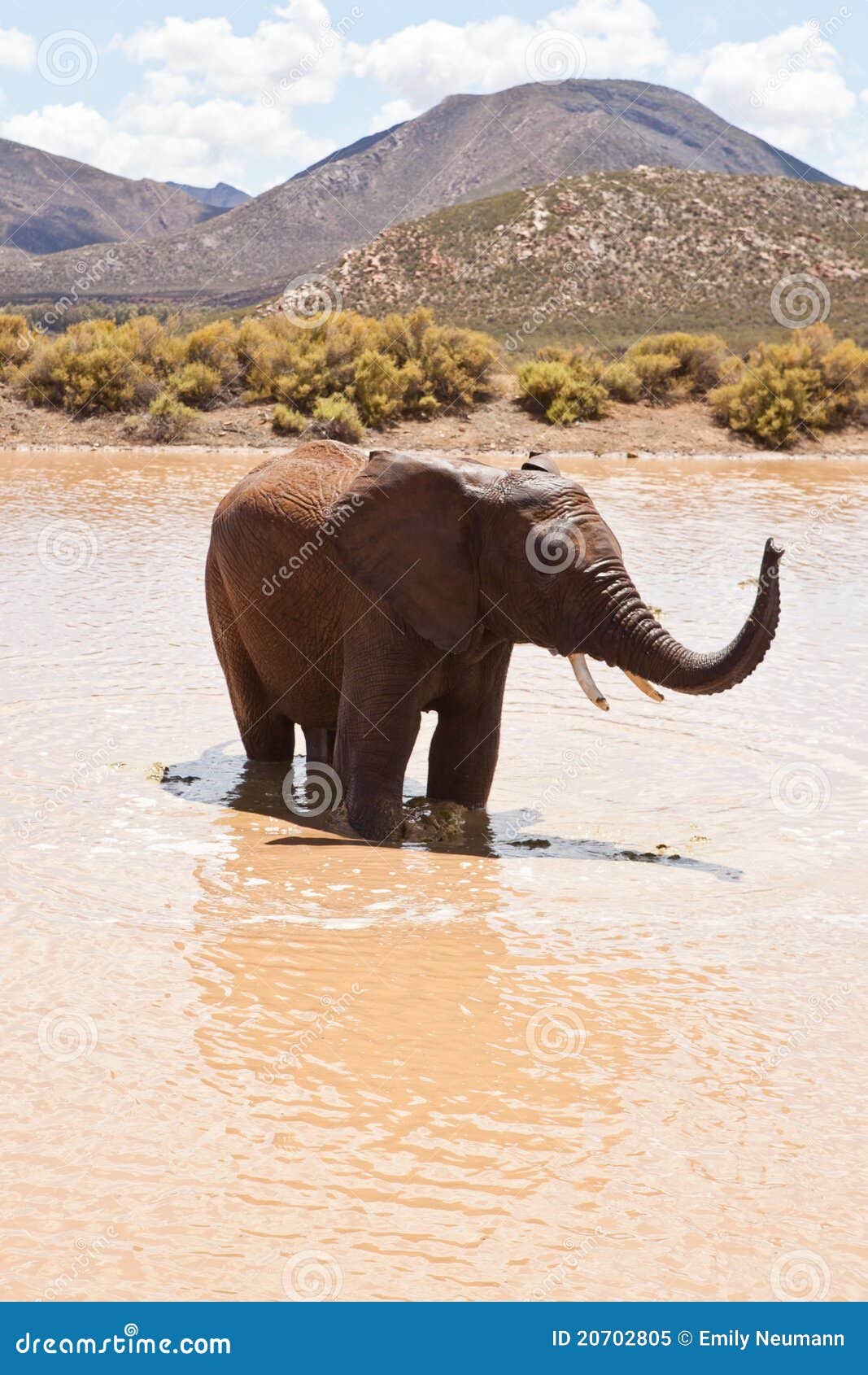 African elephant bathing stock image. Image of bathing - 20702805