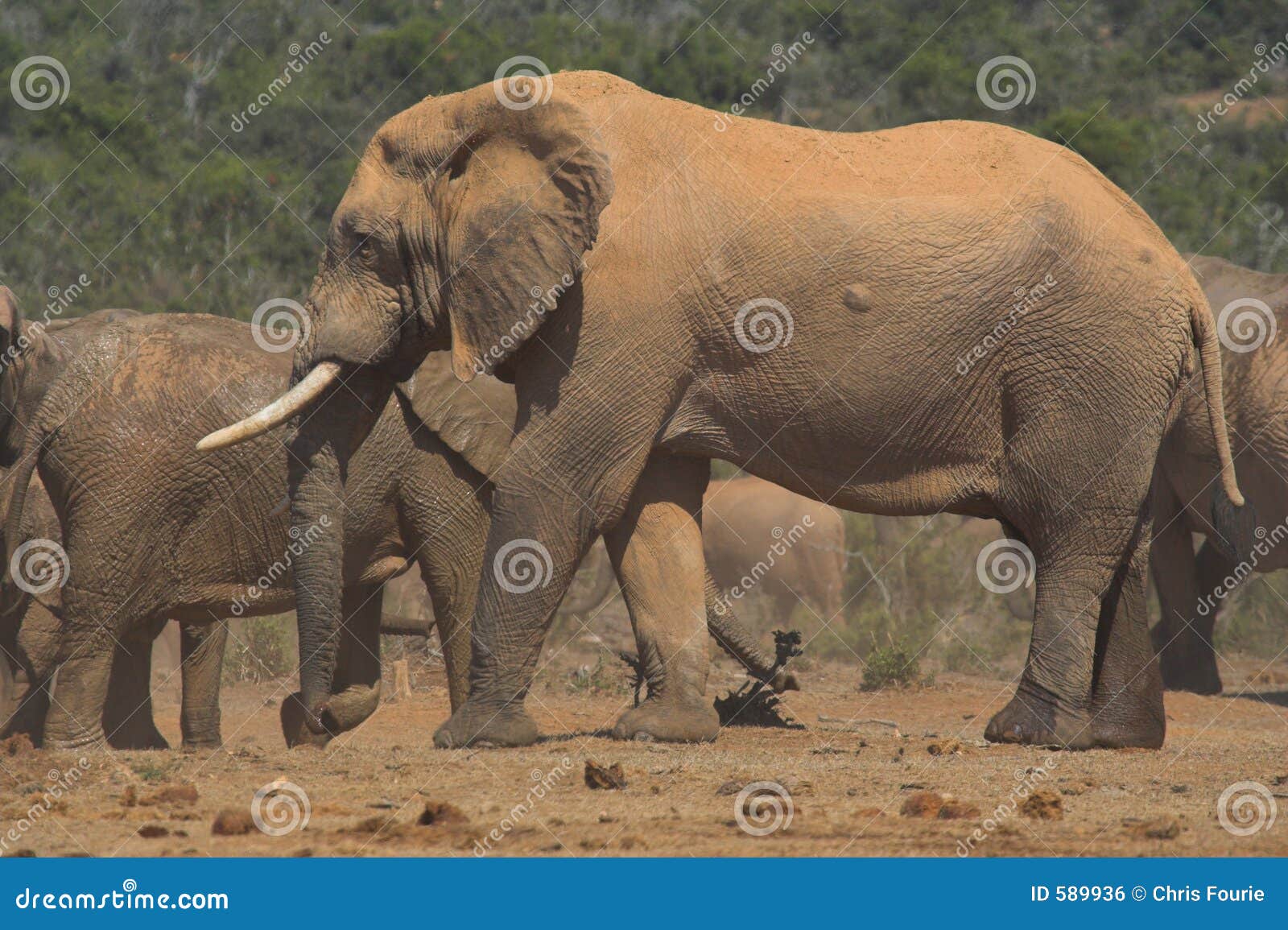 African Elephant Battle Scar Stock Photo - Image of parks, elephant: 589936