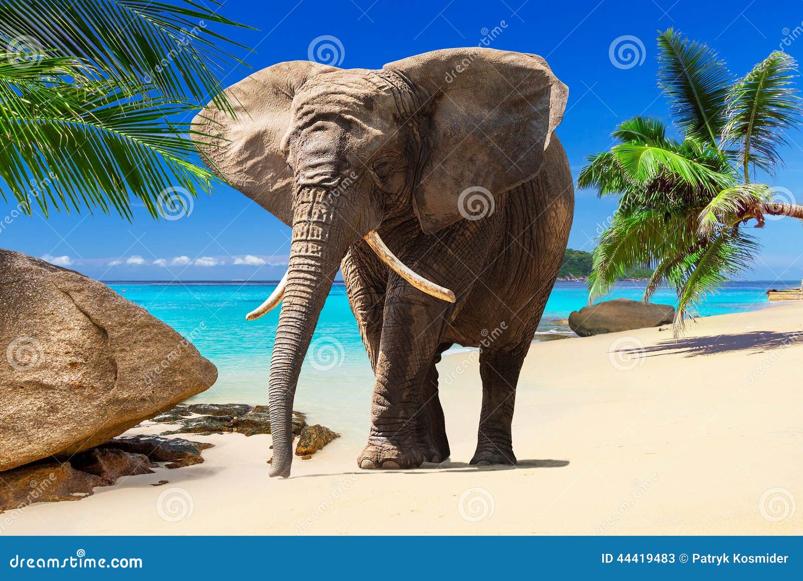 African Elephant on the Beach Stock Image - Image of scenery, shadow ...
