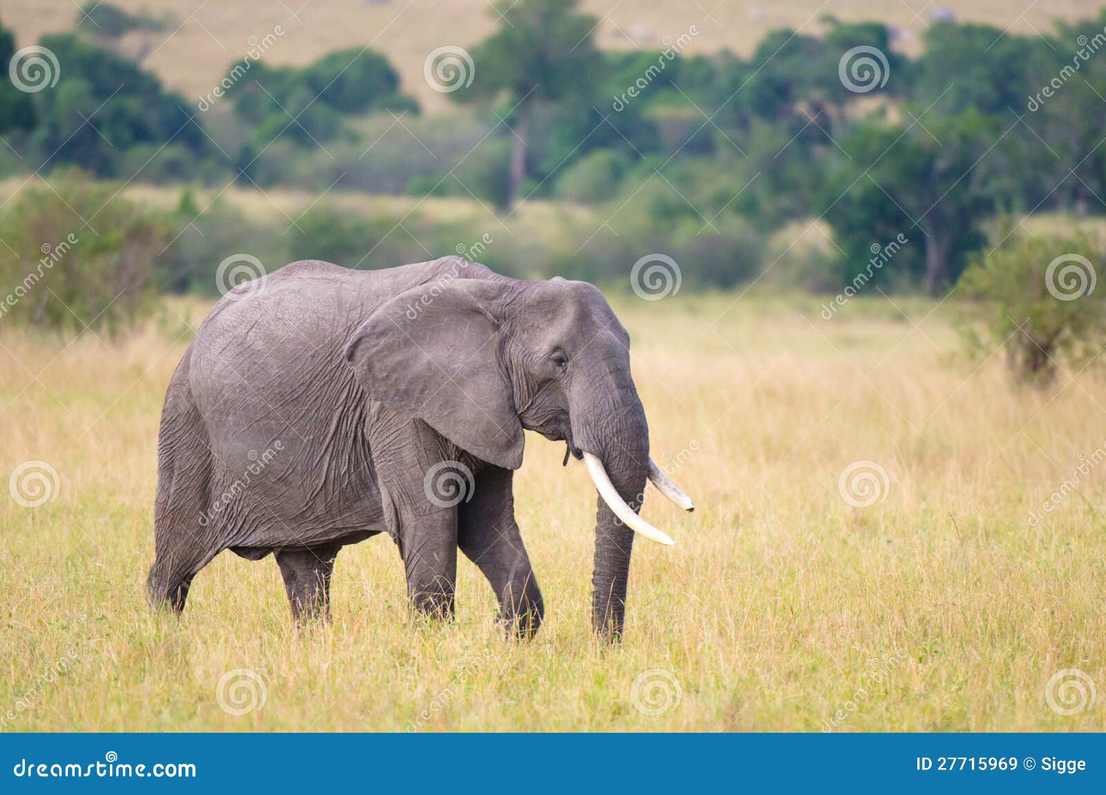 African Elephant with Broken Tusk. Stock Image - Image of herd, outdoor ...