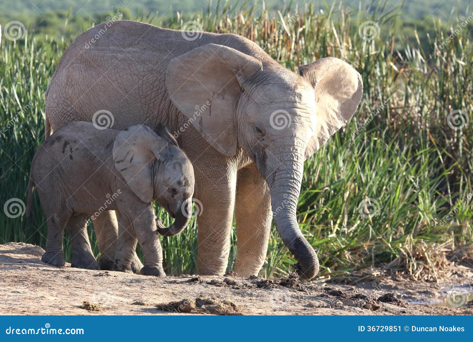 African Elephant Brothers stock image. Image of addo - 36729851