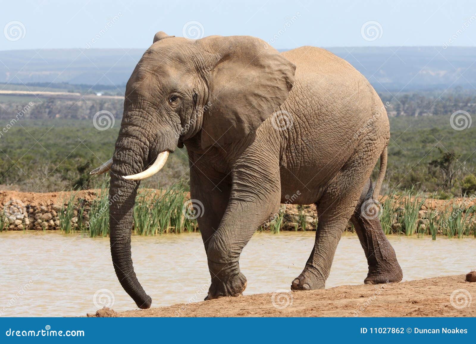 African Elephant Bull stock photo. Image of game, ears - 11027862