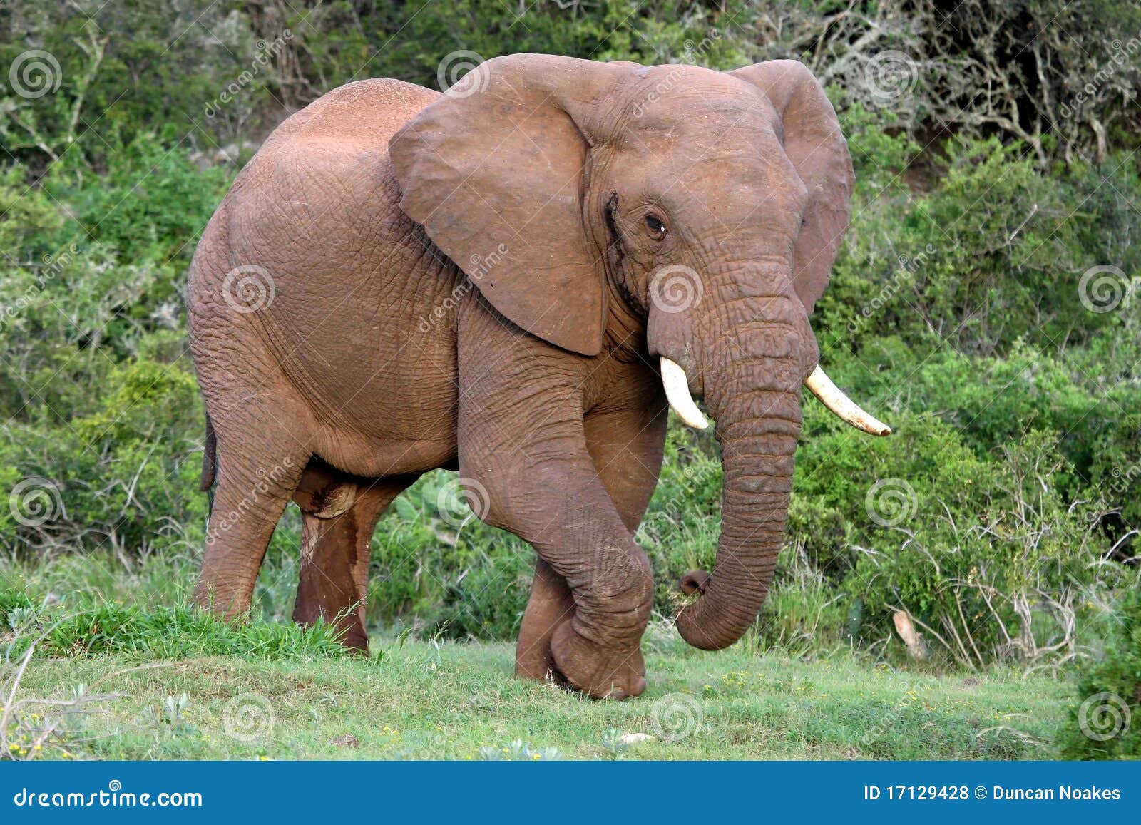 African Elephant Bull stock photo. Image of tusk, huge - 17129428