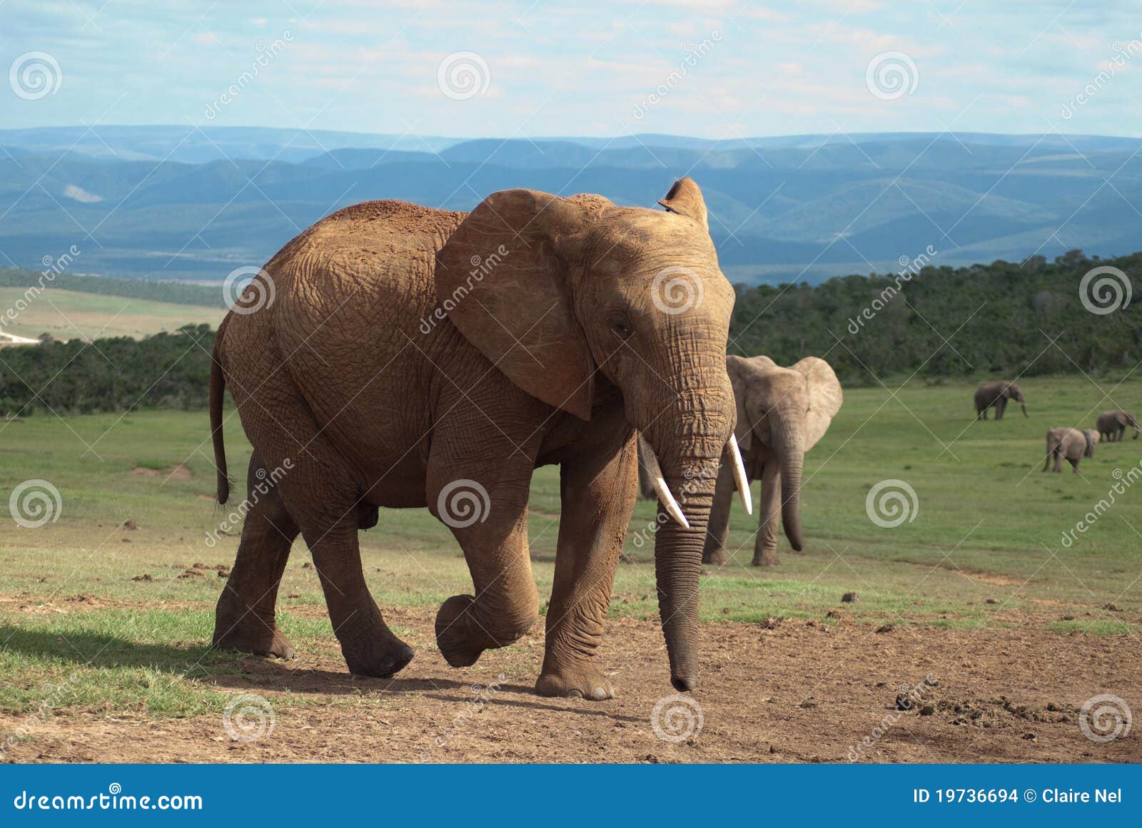 African Elephant Bull stock photo. Image of green, bush - 19736694
