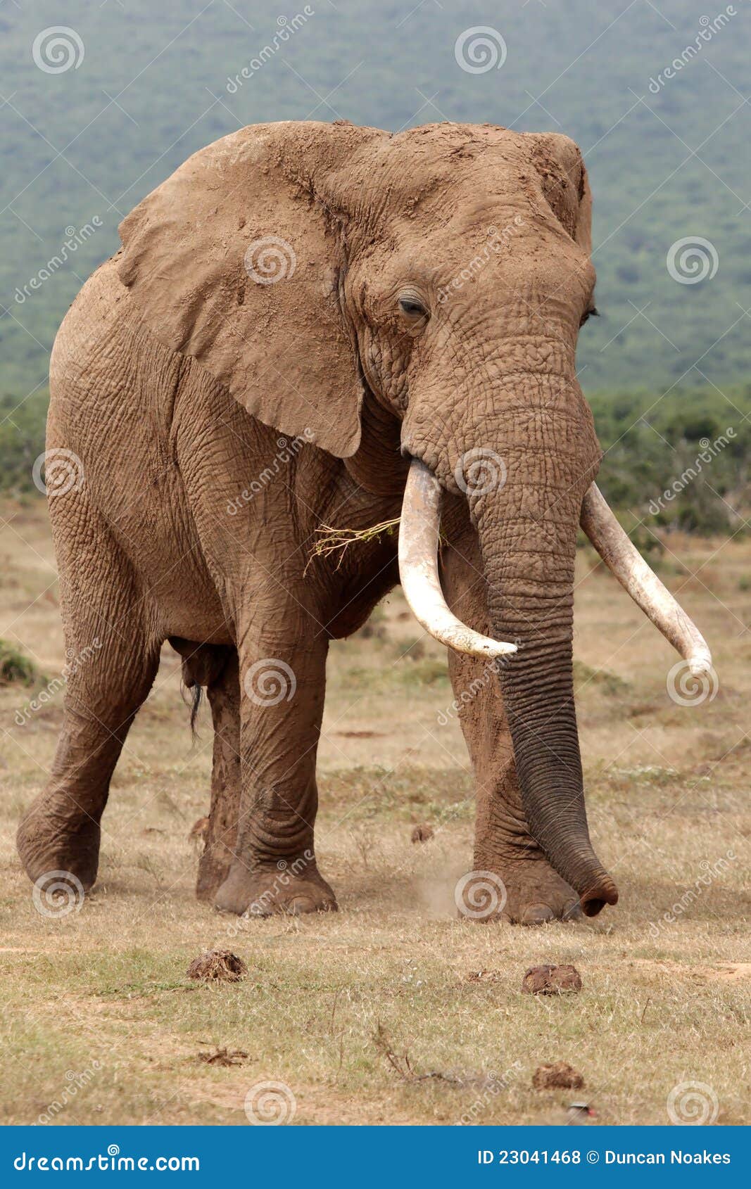 African Elephant Bull stock photo. Image of addo, strong - 23041468