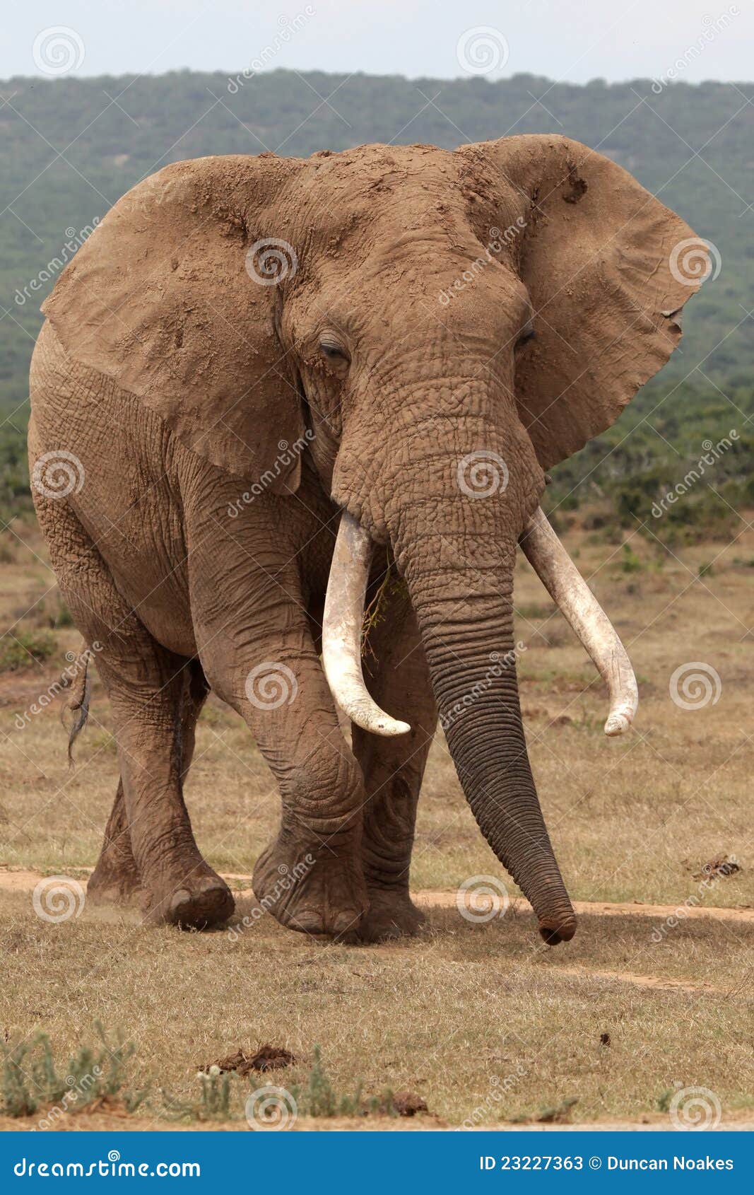 African Elephant Bull stock image. Image of large, elephant - 23227363