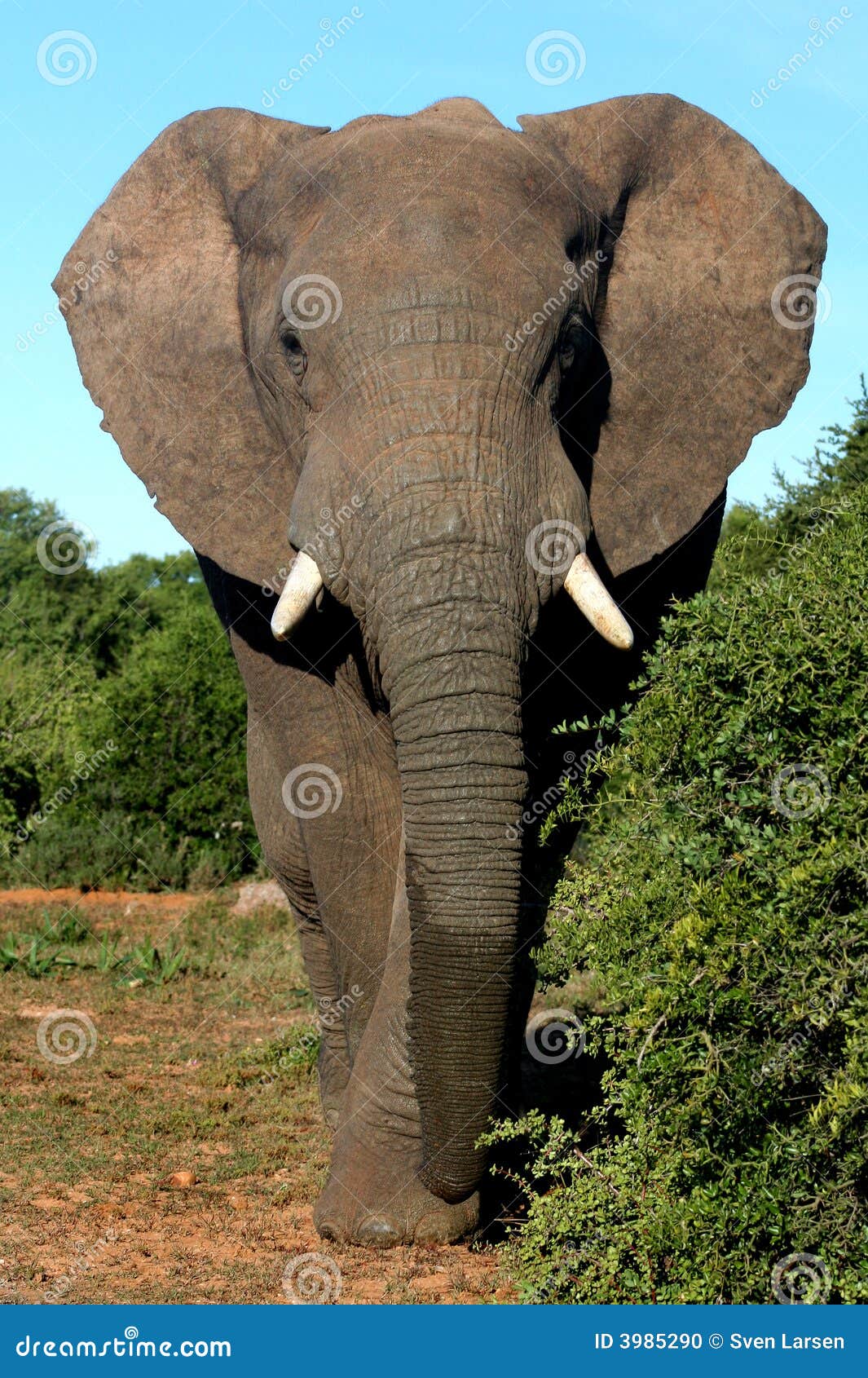 African Bull Elephant Head