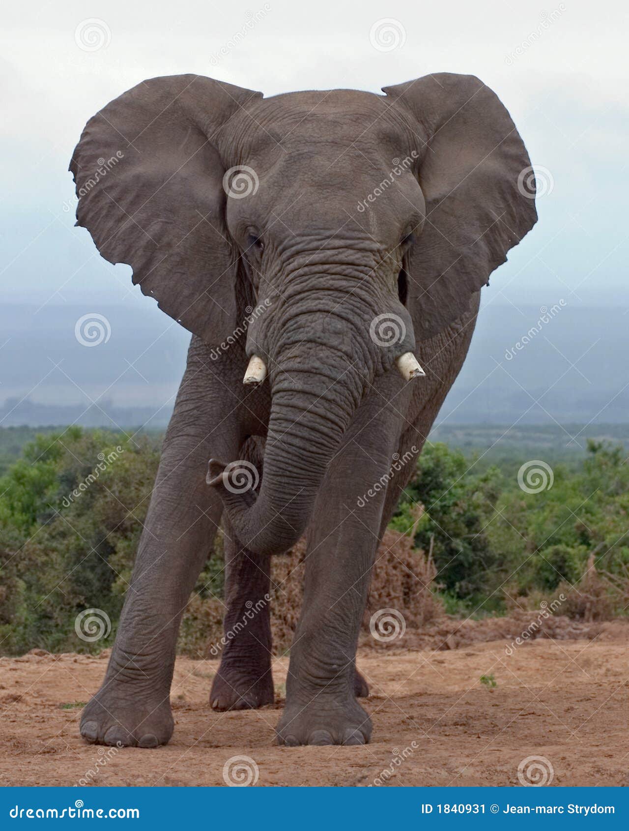 African Elephant Bull Leaning To One Side Stock Image - Image of ...