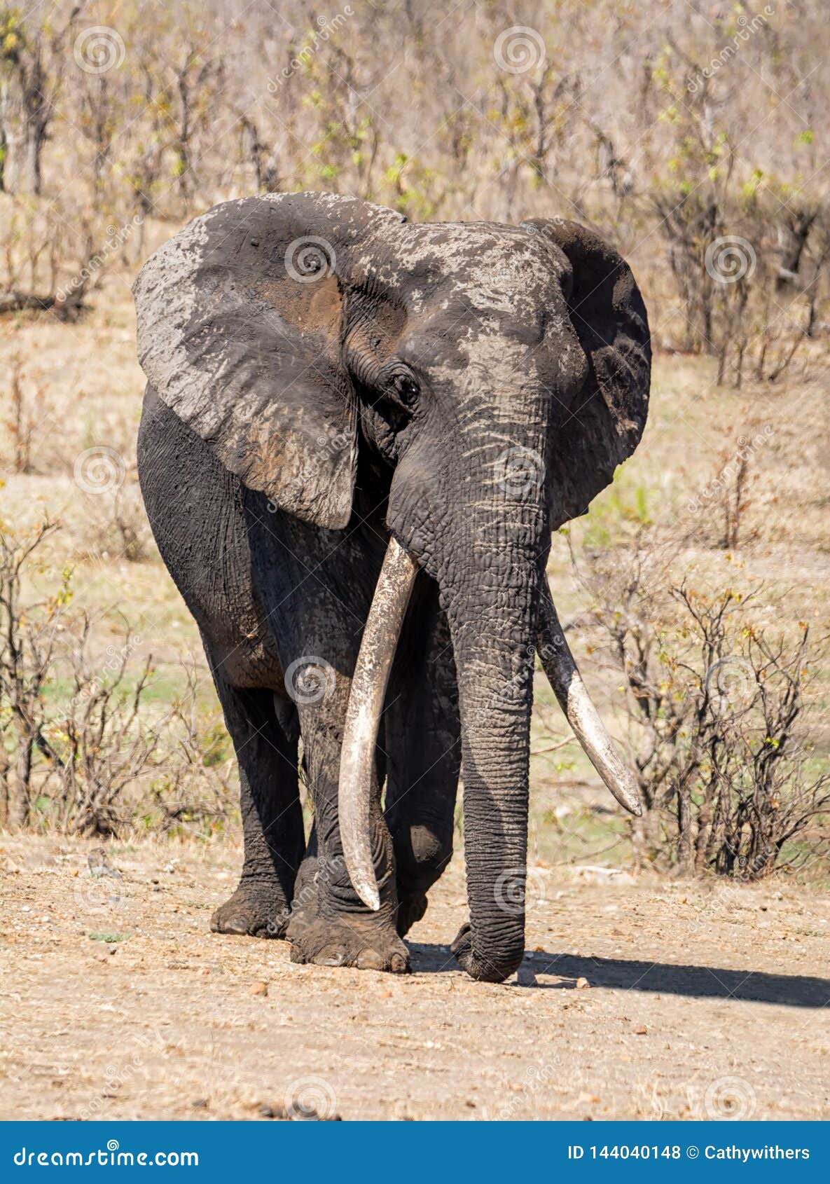 African Elephant Bull stock photo. Image of grey, nose - 144040148