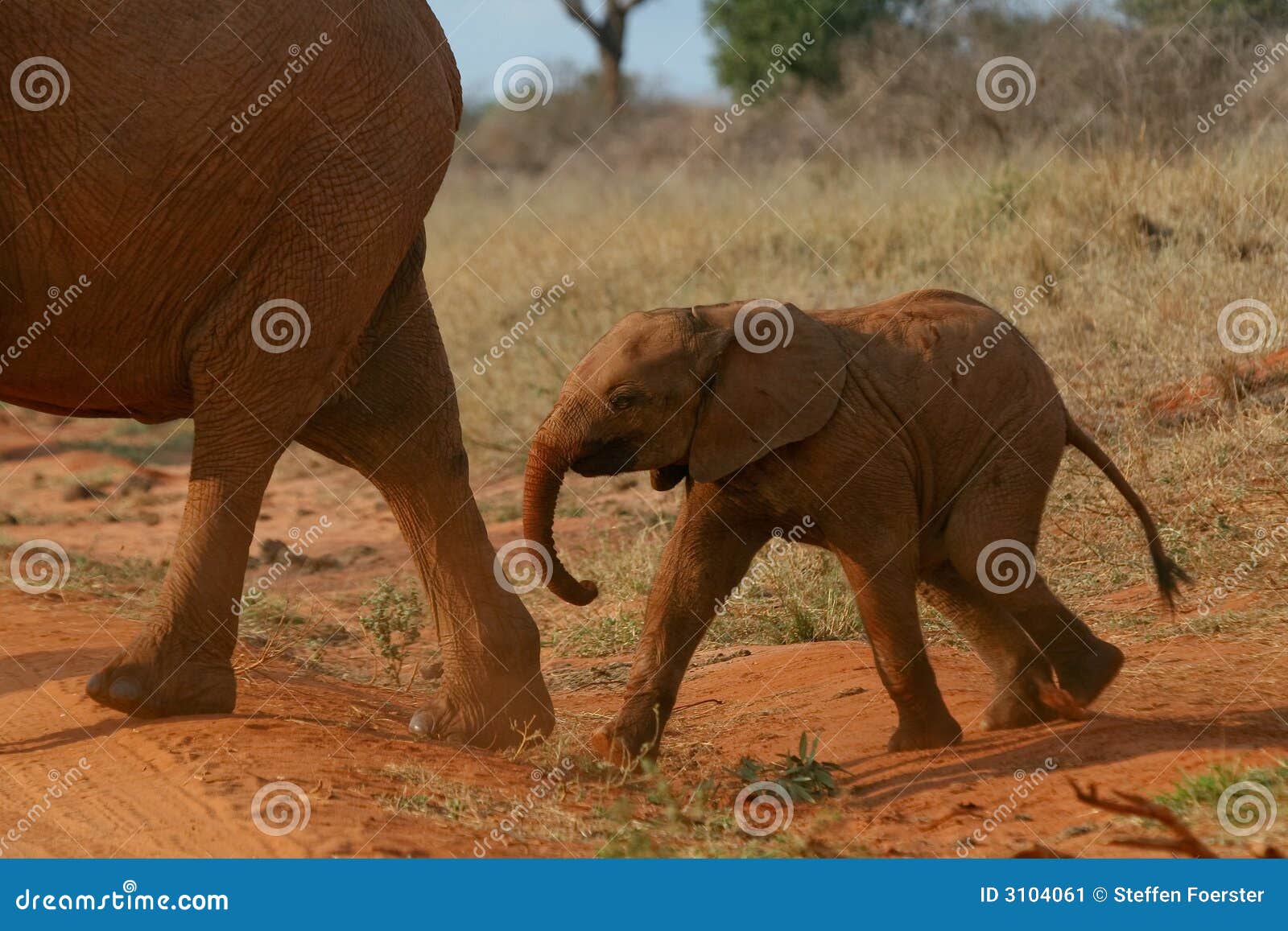 African Elephant Calf Picture. Image: 3104061