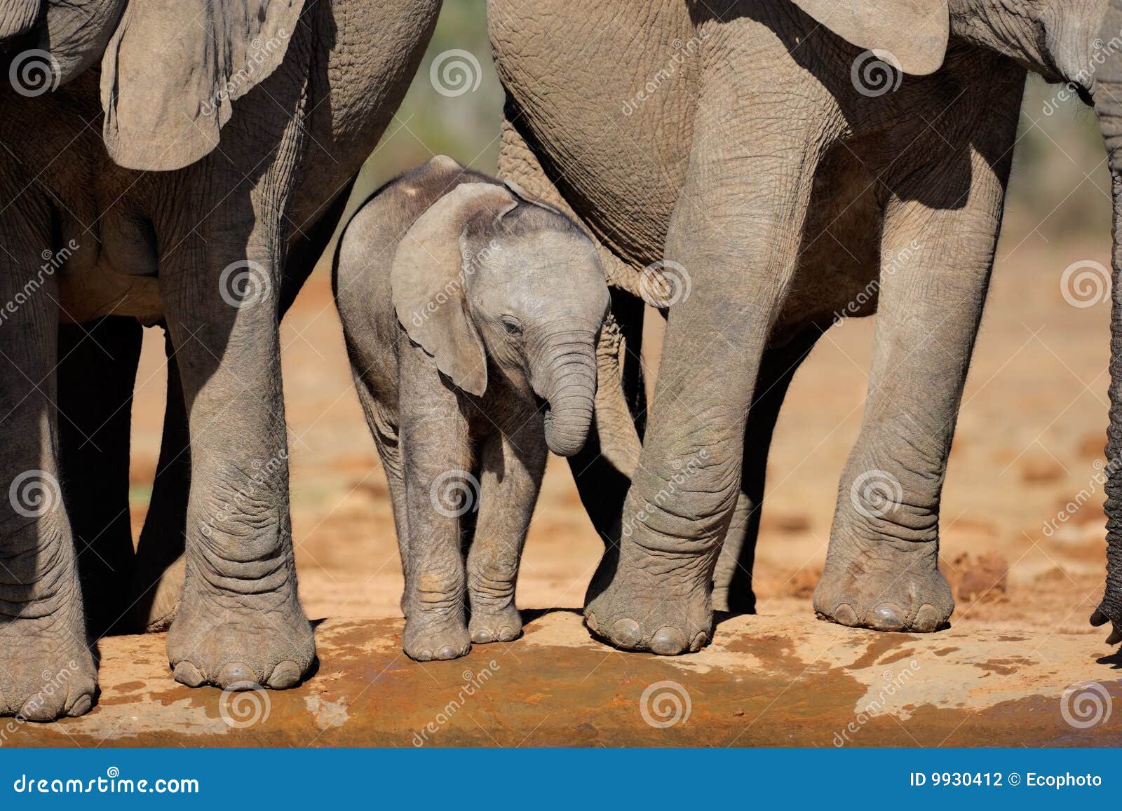 African elephant calf stock photo. Image of jumbo, safari - 9930412