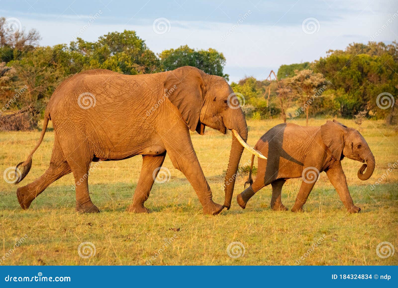 African Elephant and Calf Walk Past Bushes Stock Photo - Image of calf ...