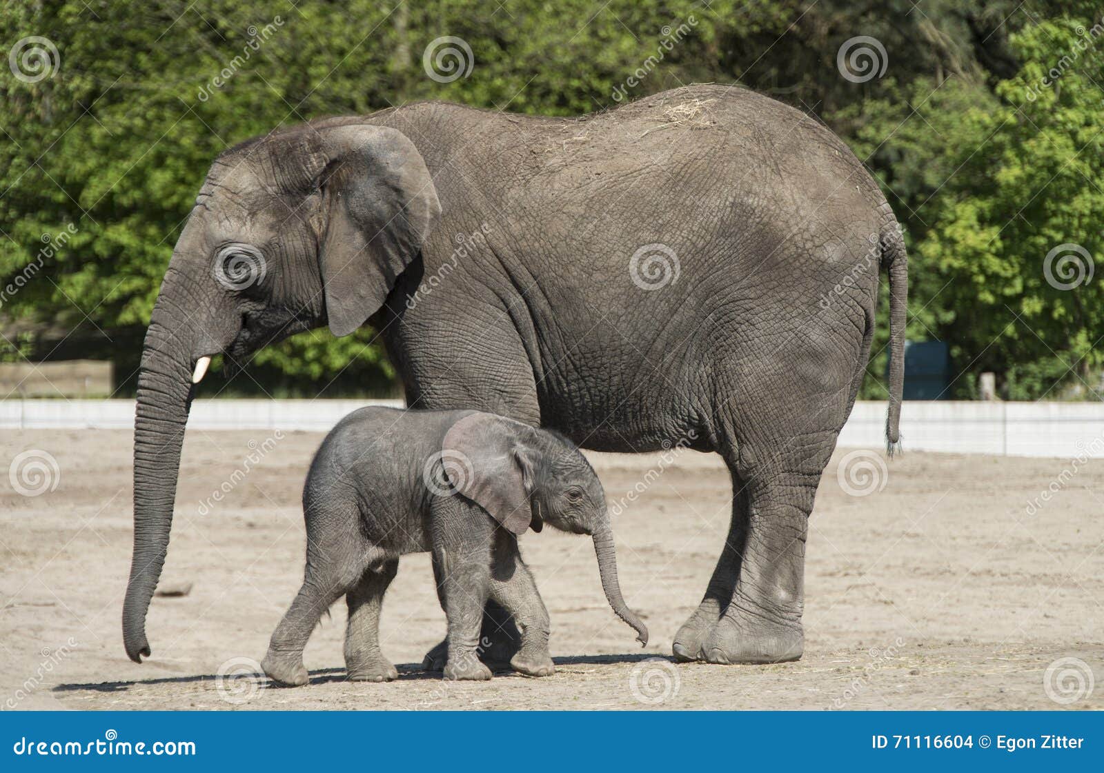 African elephant with calf stock photo. Image of african - 71116604