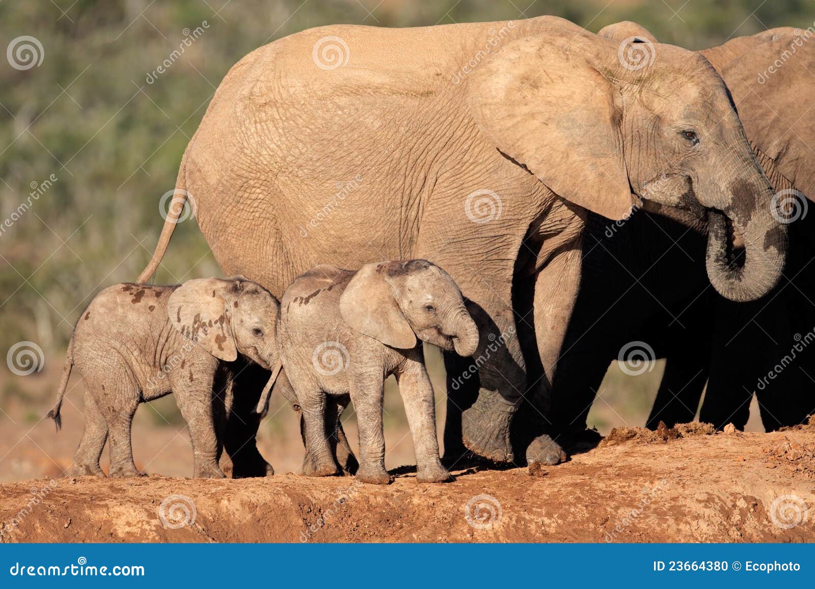 African Elephant with Calves Stock Photo - Image of calf, south: 23664380