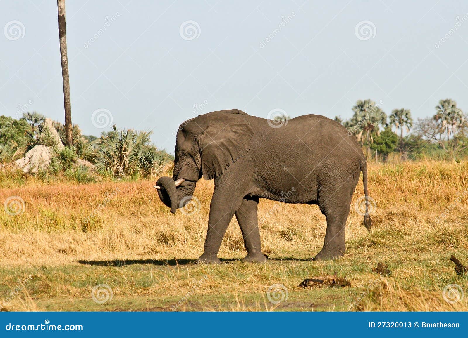 African Elephant Carrying Her Trunk Stock Image - Image of okavango ...