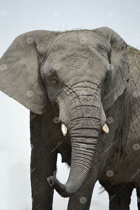 African Elephant - Vertical Photograph Stock Image - Image of africa ...