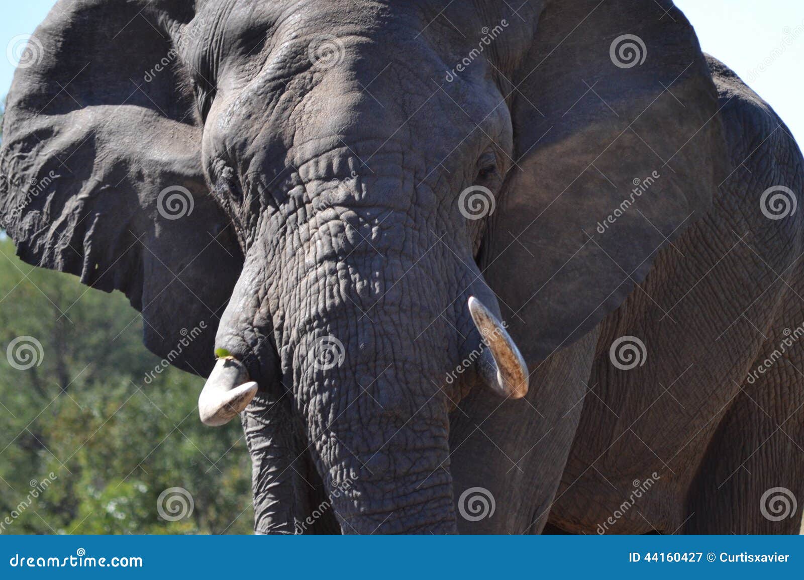 African Elephant Close-up stock image. Image of african - 44160427