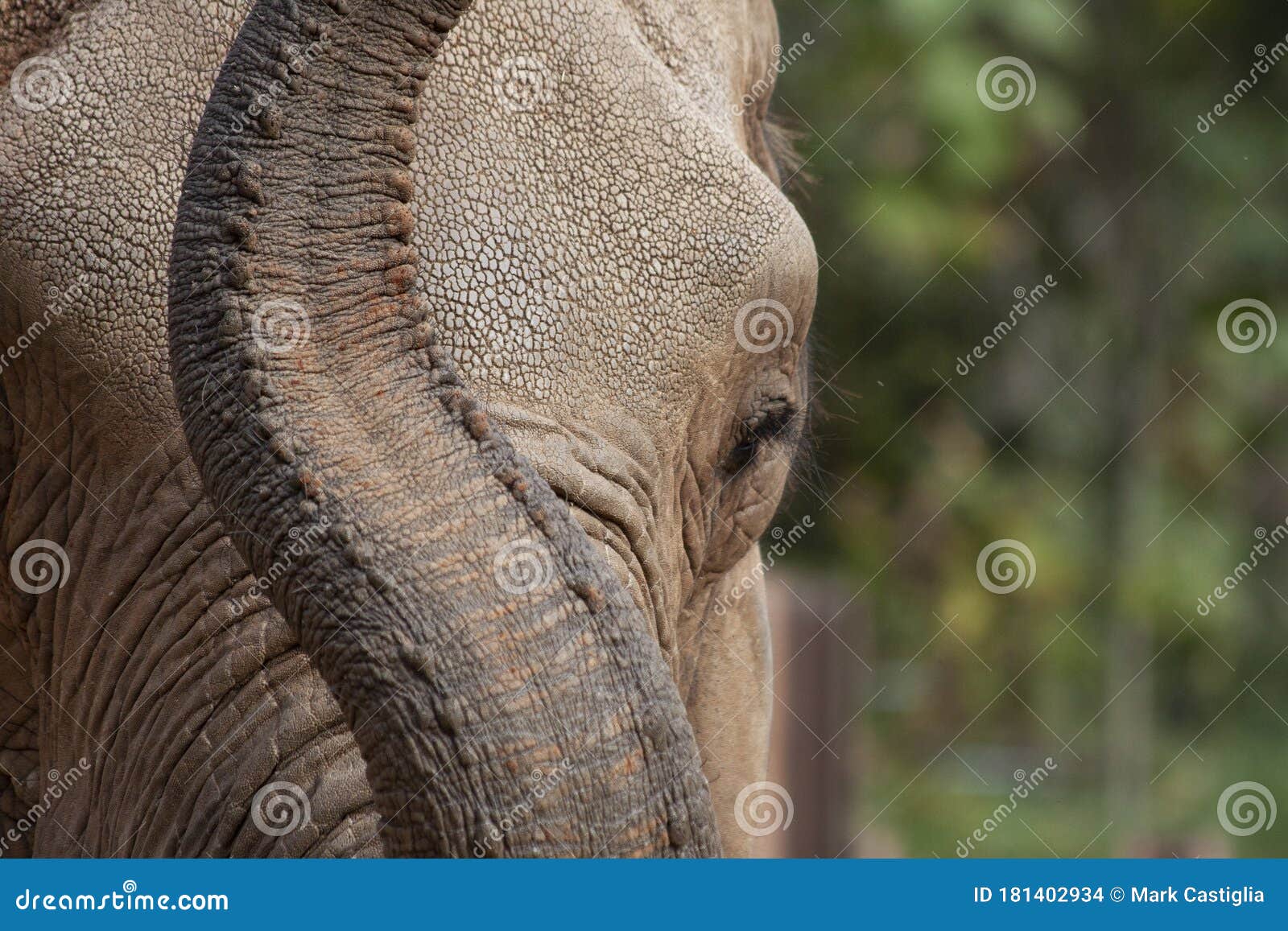 African Elephant Close Up with Trunk Raised and Interesting Skin ...