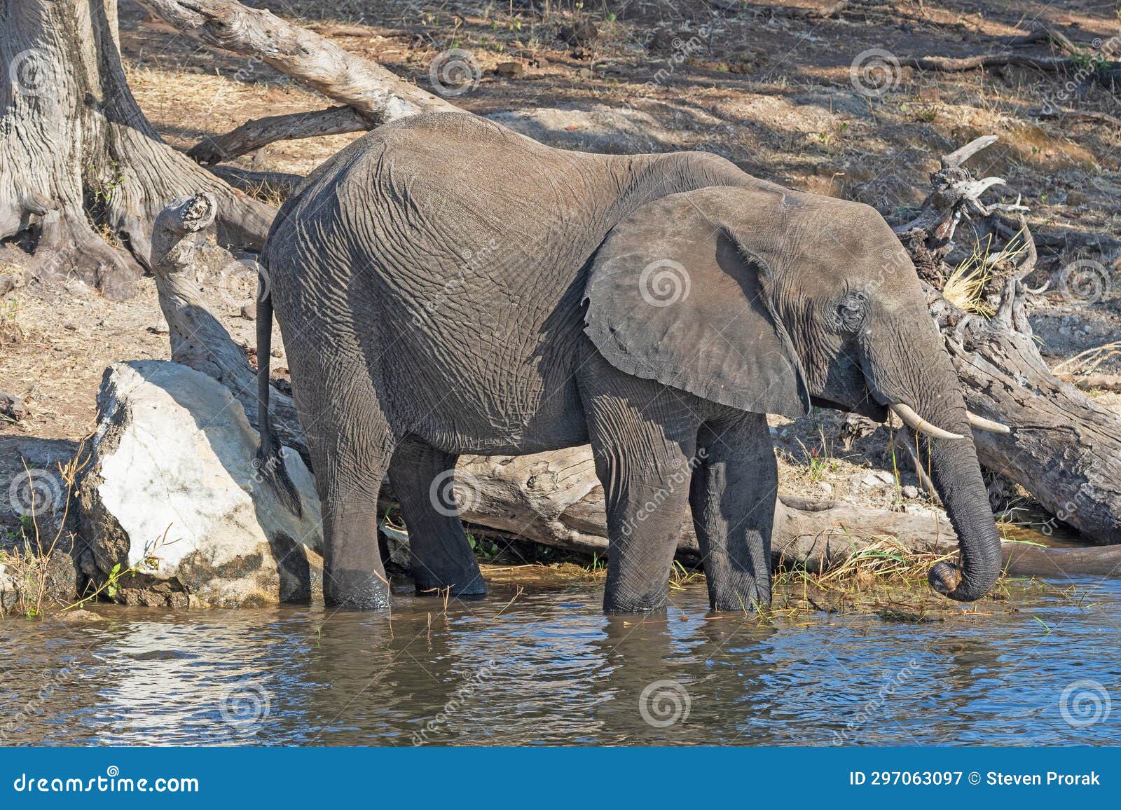 African Elephant Cooling Off in a River Stock Image - Image of river ...