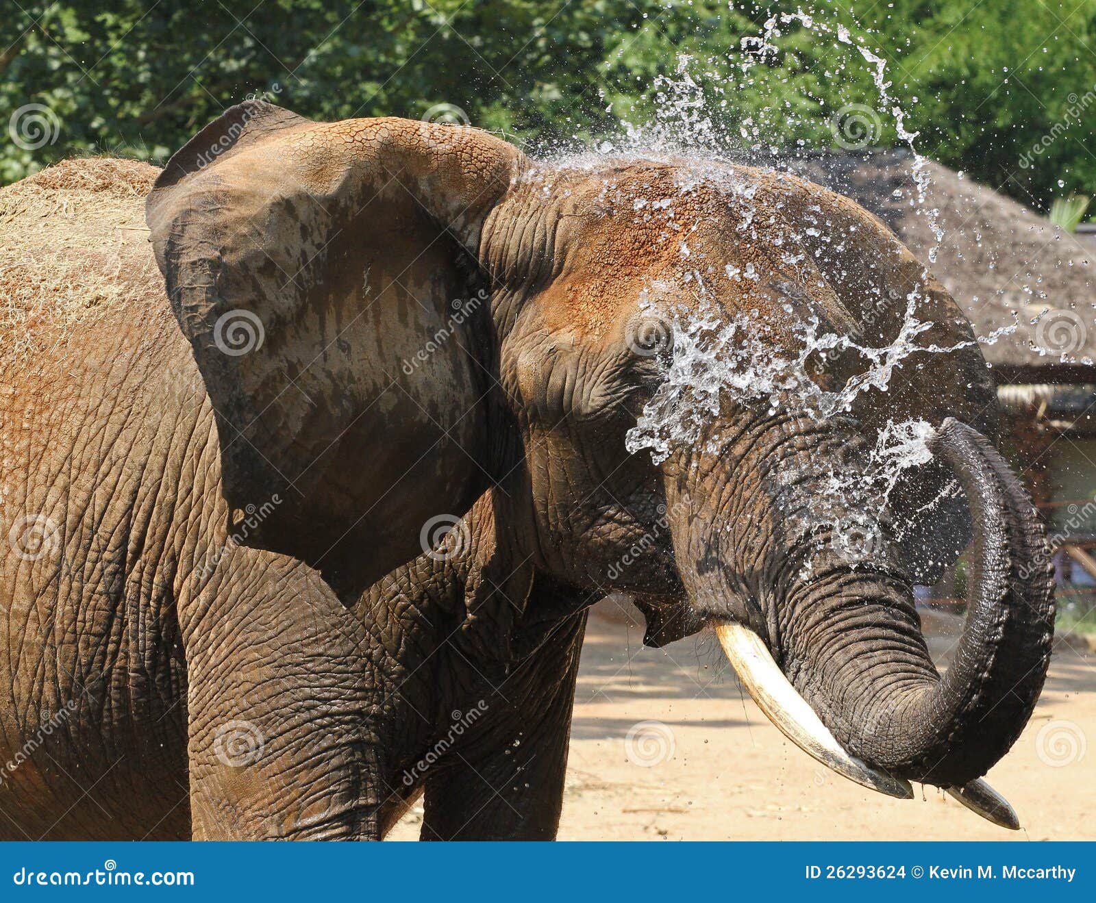 African Elephant Cooling Off by Splashing Water Stock Photo - Image of ...