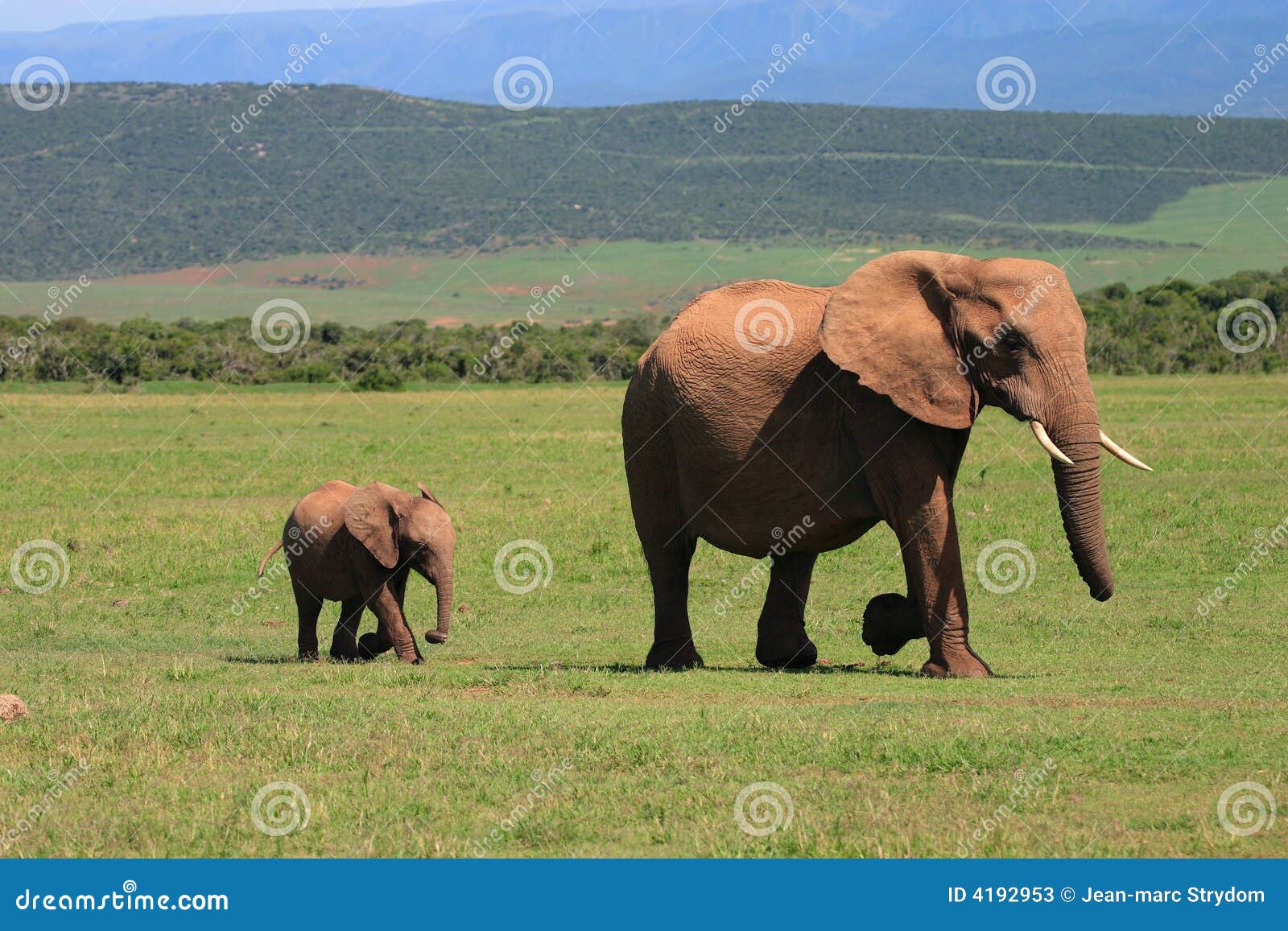 African Elephant Cow and Calf Stock Image - Image of large, africana ...