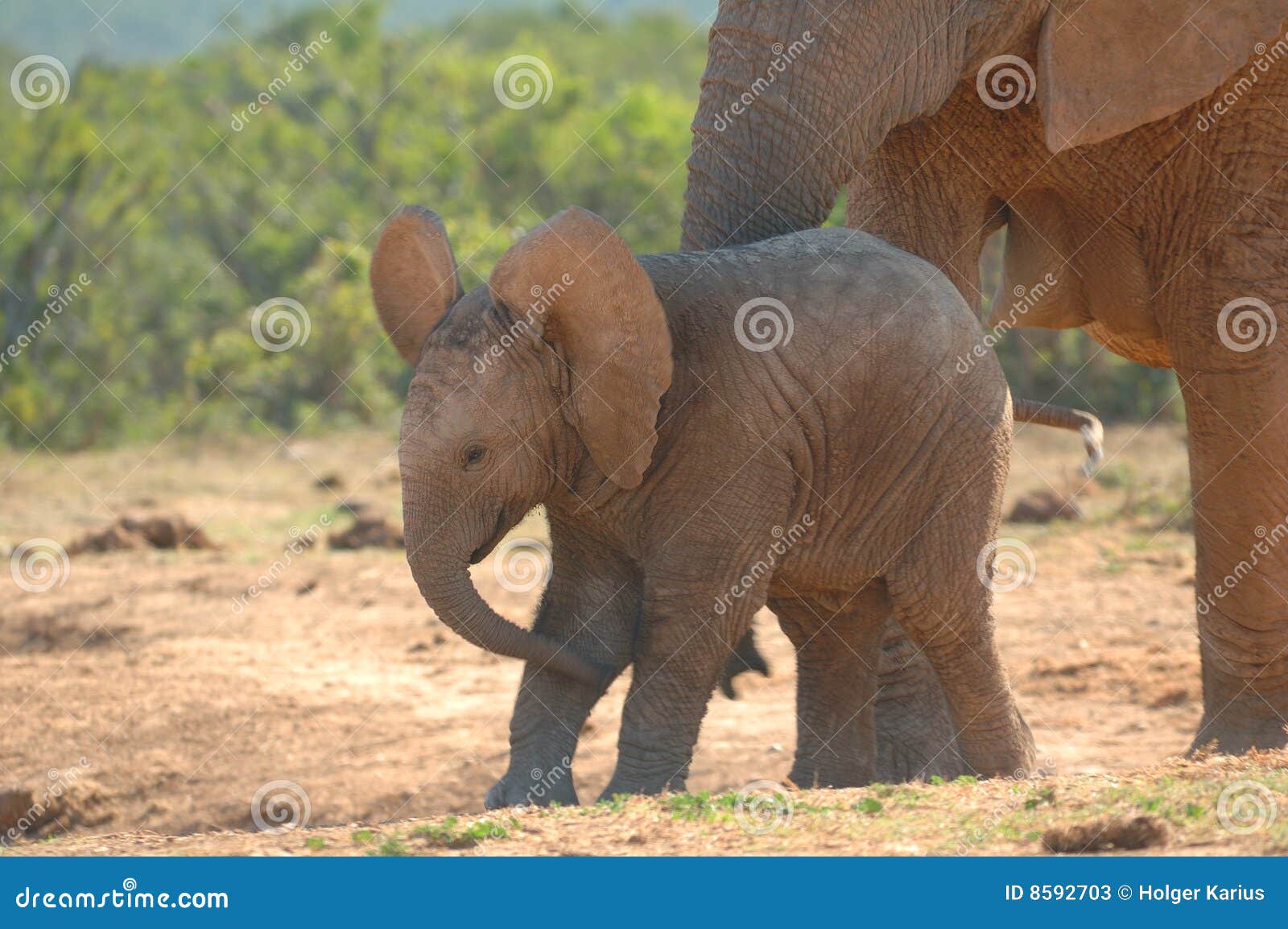 African elephant cub stock image. Image of animals, grass - 8592703