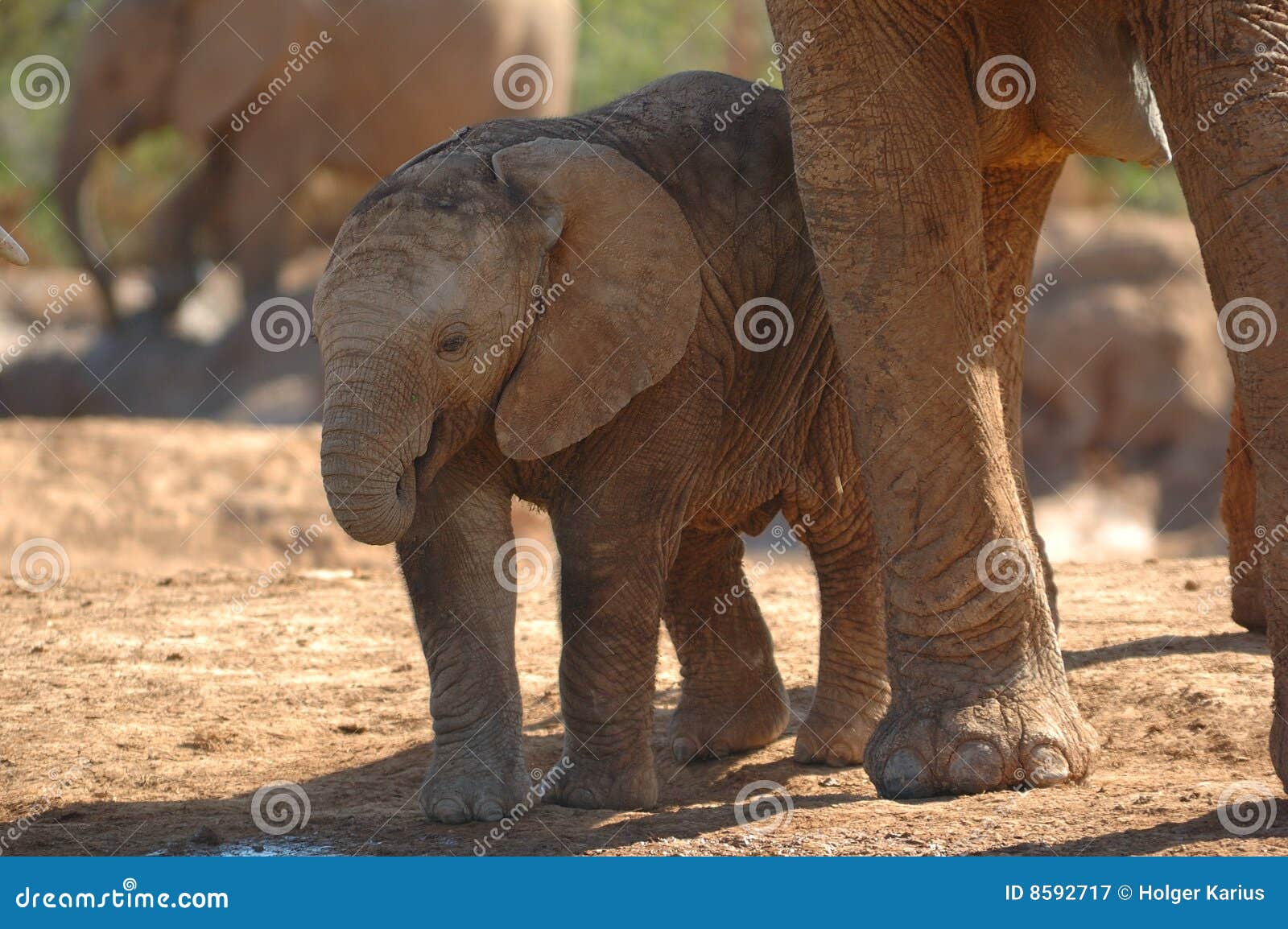African elephant cub stock image. Image of gamedrive, ears - 8592717