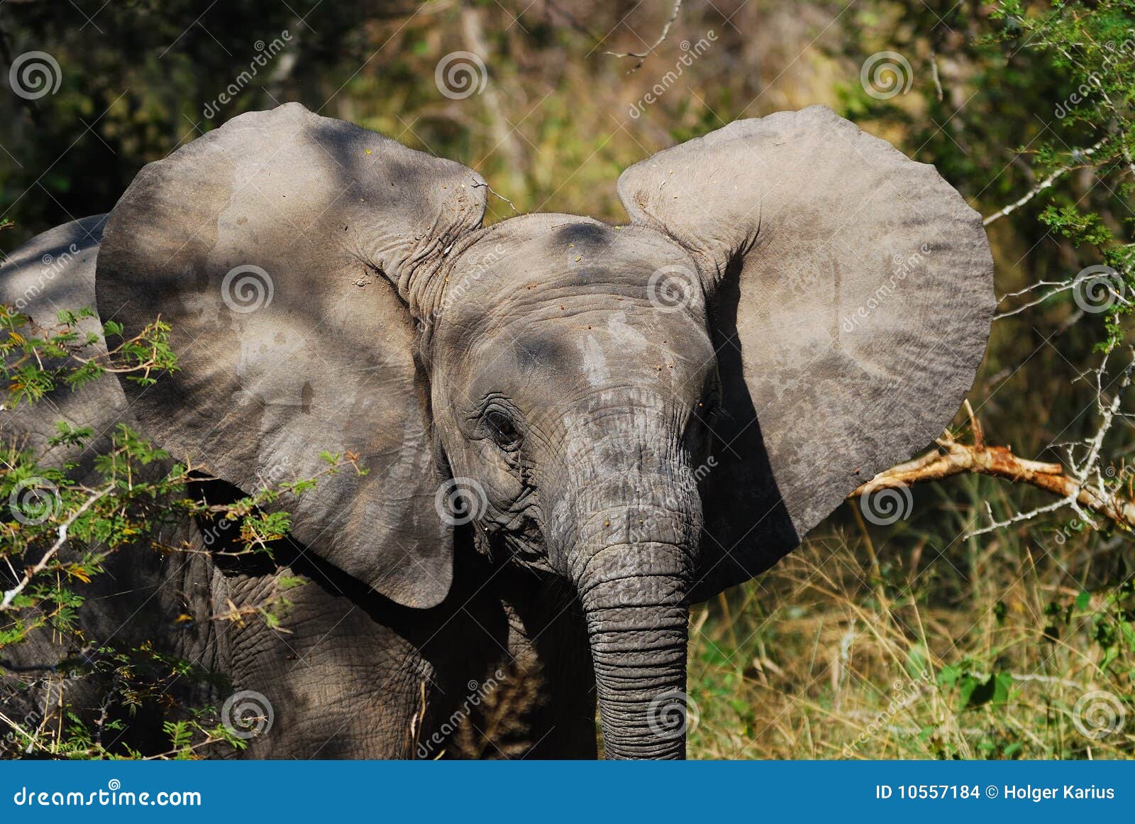 African Elephant Cub (Loxodonta Africana) Stock Photo - Image of ...