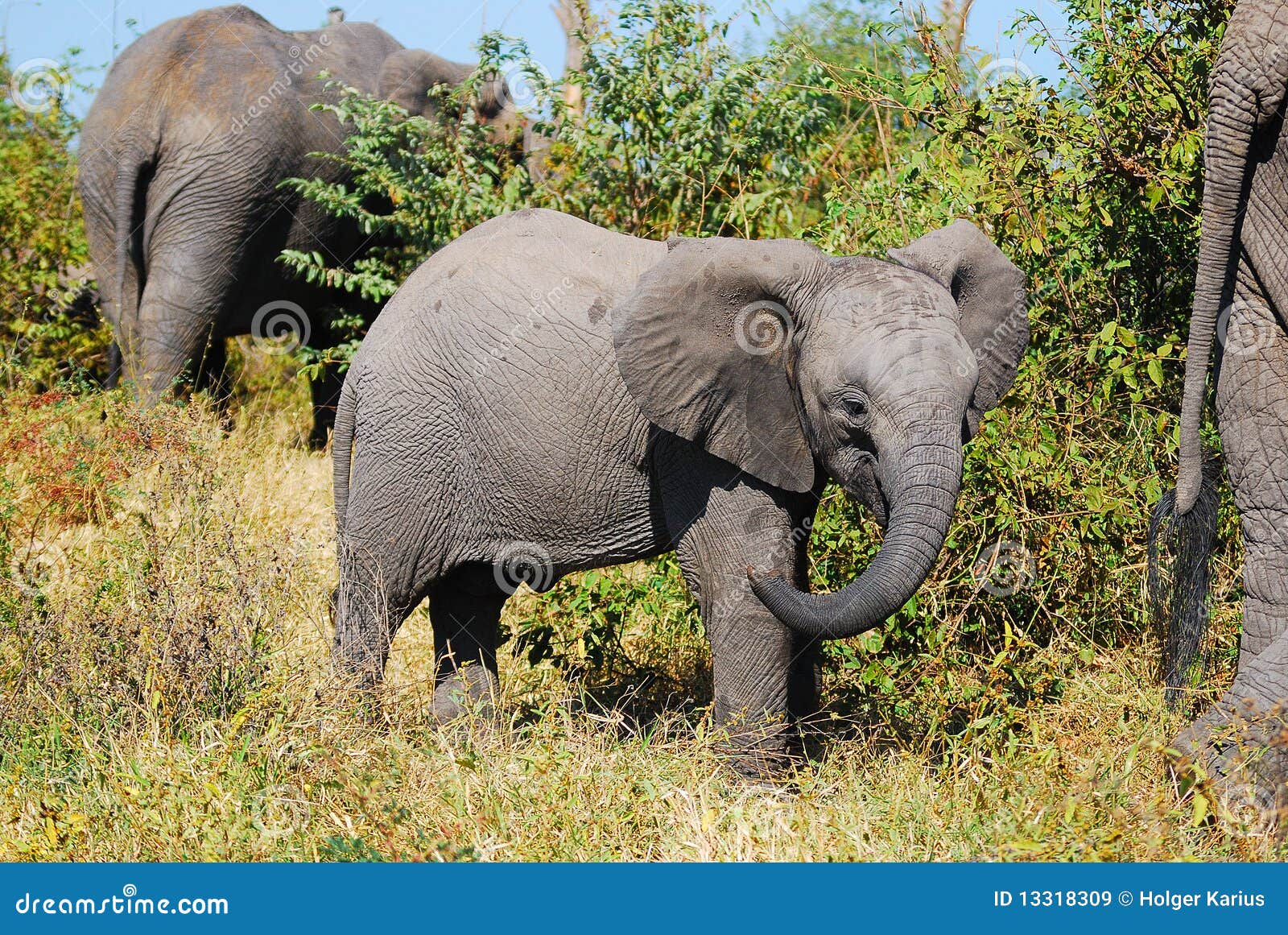 African Elephant Cub (Loxodonta Africana) Stock Image - Image of ...