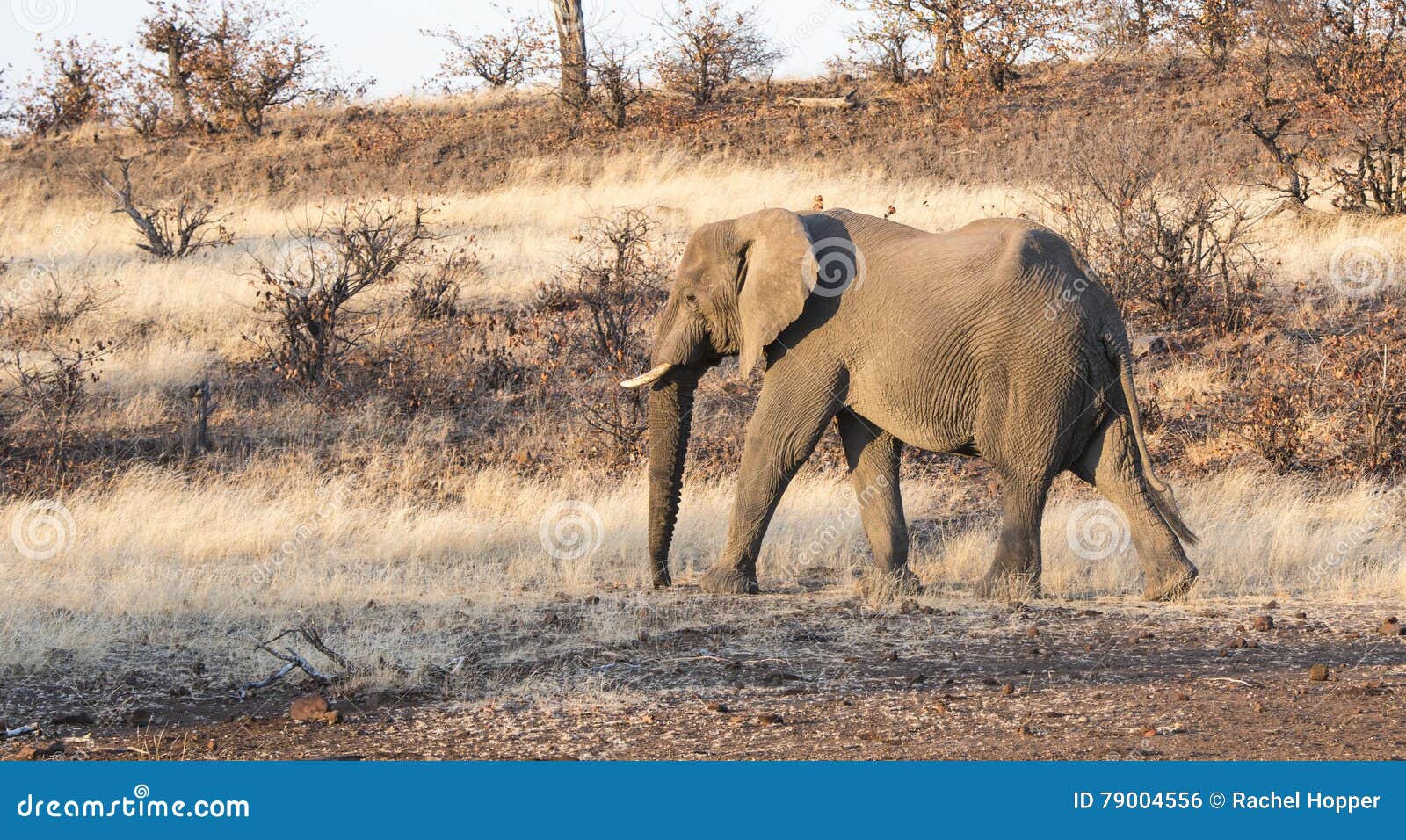 African Elephant in a Dry Dusty Landscape Stock Photo - Image of africa ...